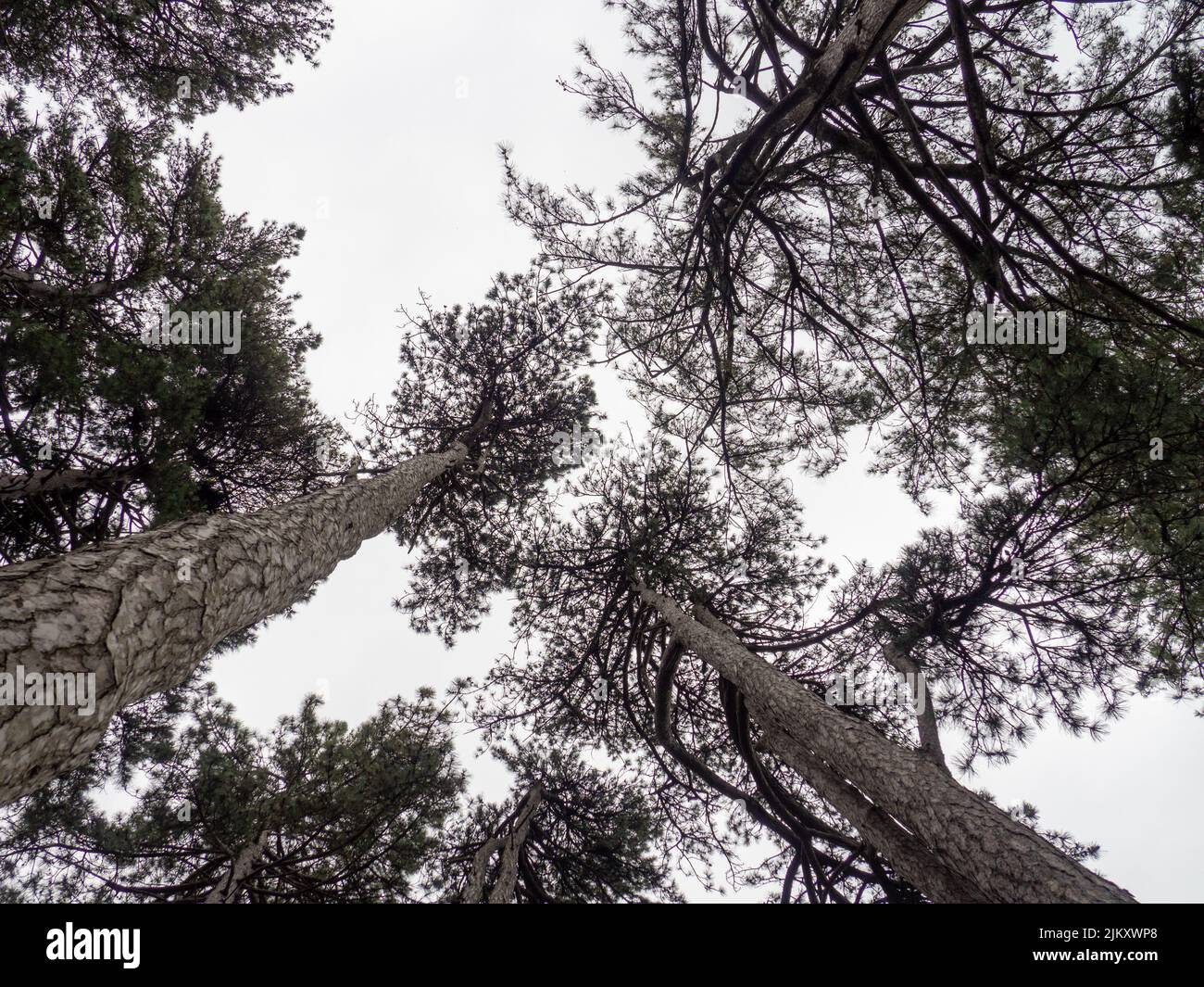 Crowns of large trees from bottom to top. Trees against the sky. Rest ...