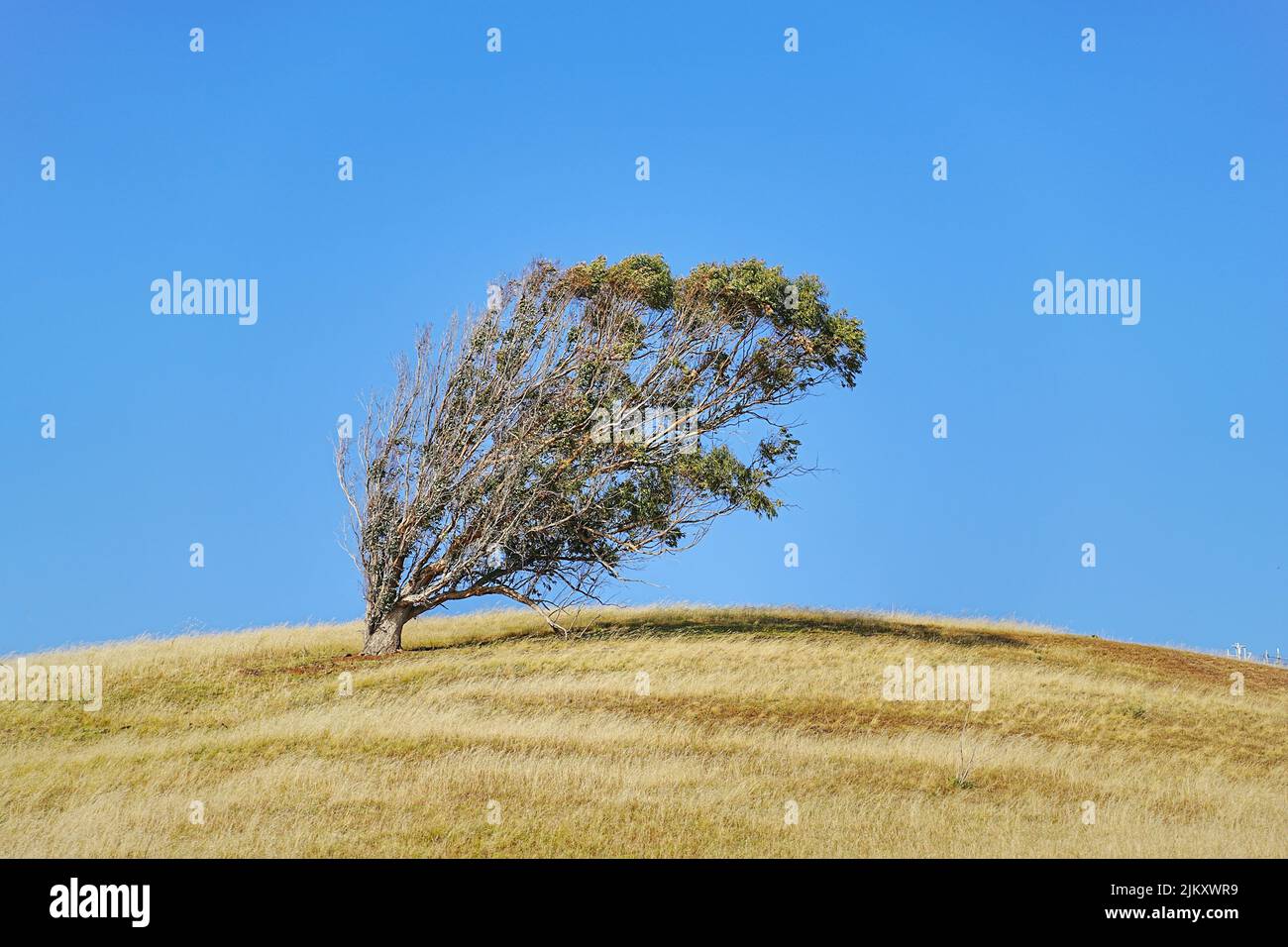 Wind tree landscape hi-res stock photography and images - Alamy