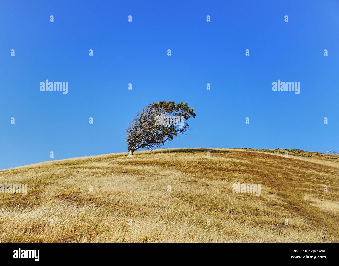 Grass in wind on sunny hi-res stock photography and images - Alamy