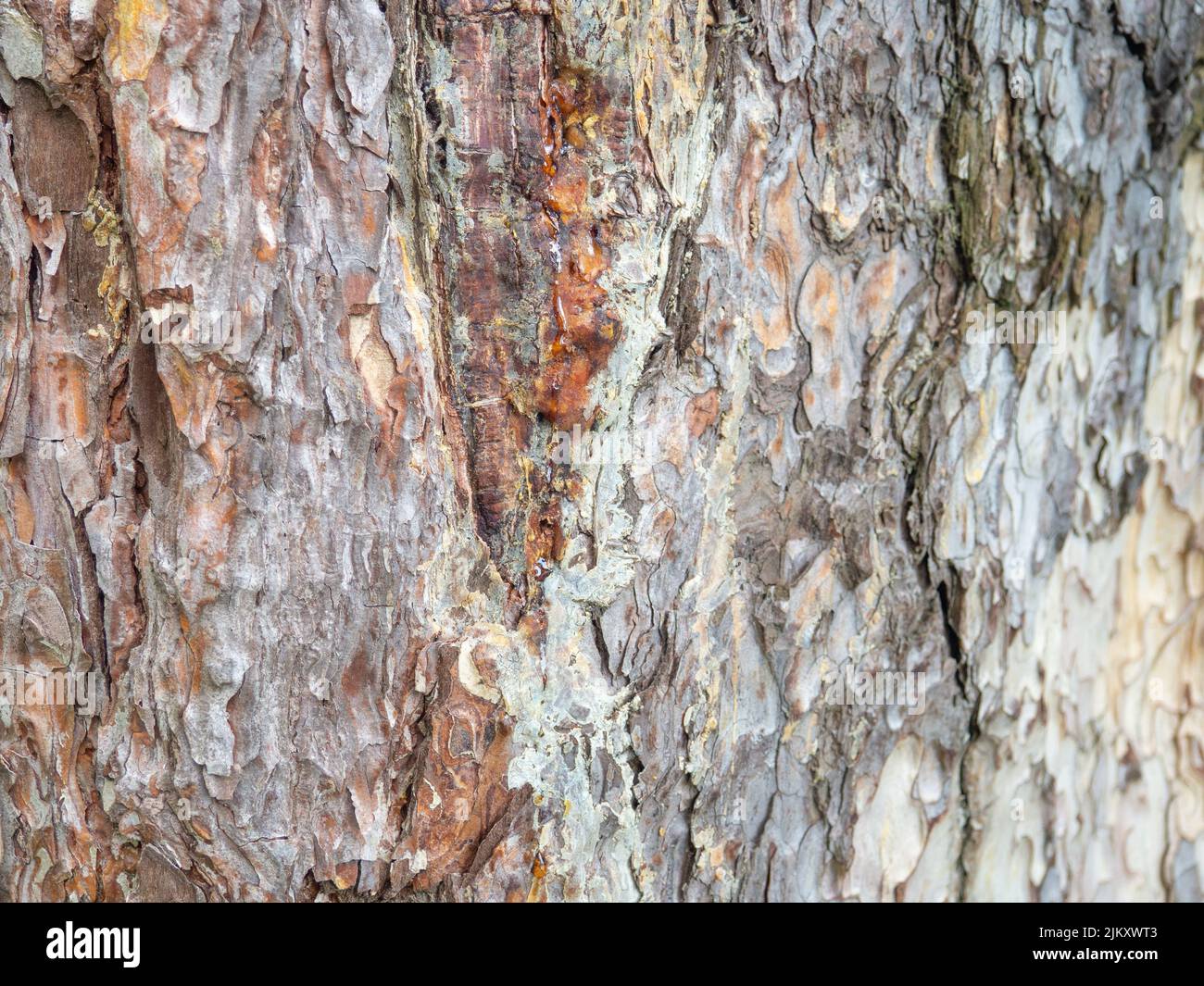 Bark close-up. Skin of a tree The bark of a southern tree is cracked ...