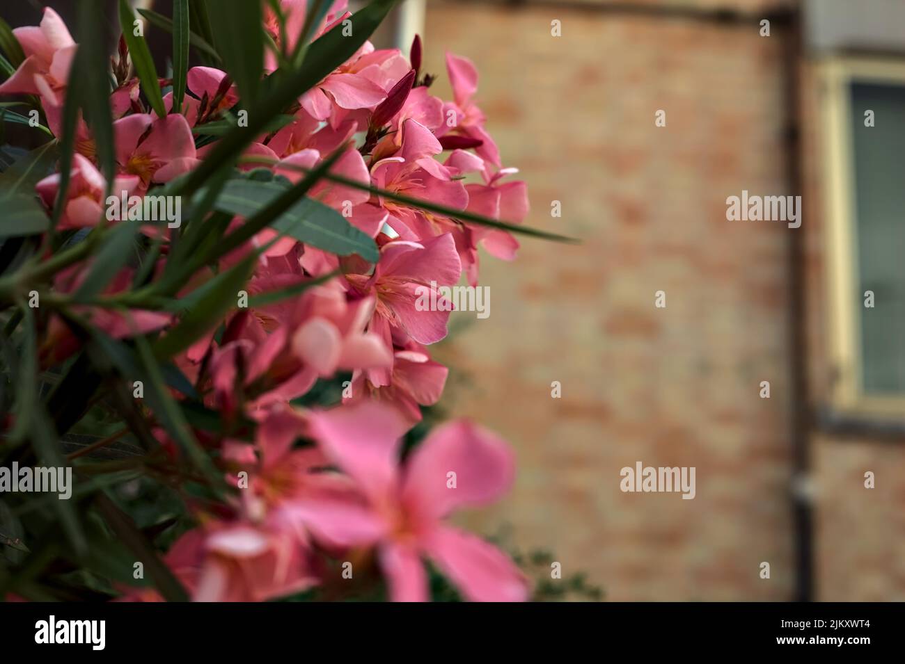 Oleander in bloom on a brick wall Stock Photo - Alamy