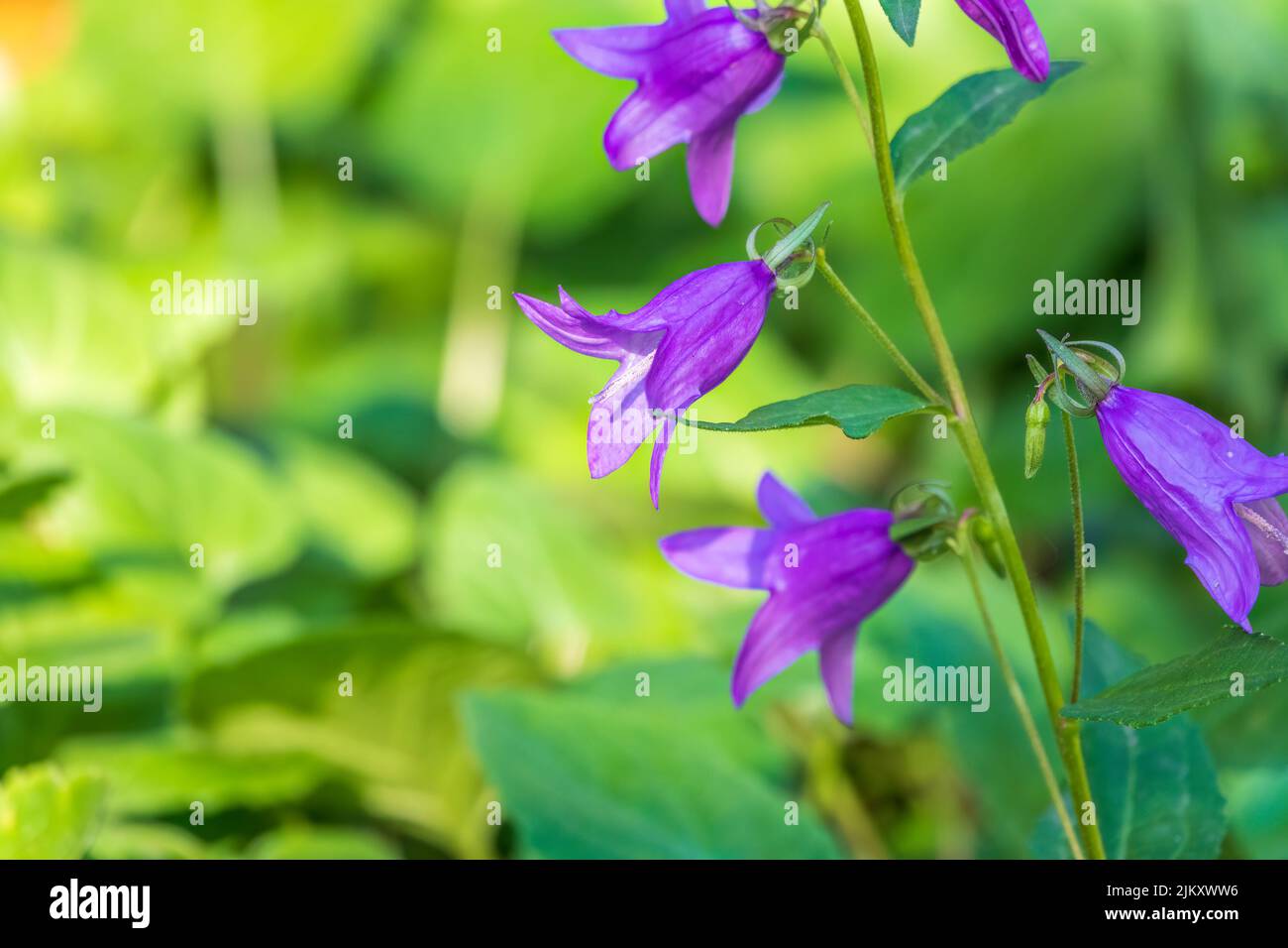 Campanula rapunculoides, creeping bellflower, or rampion bellflower, is ...