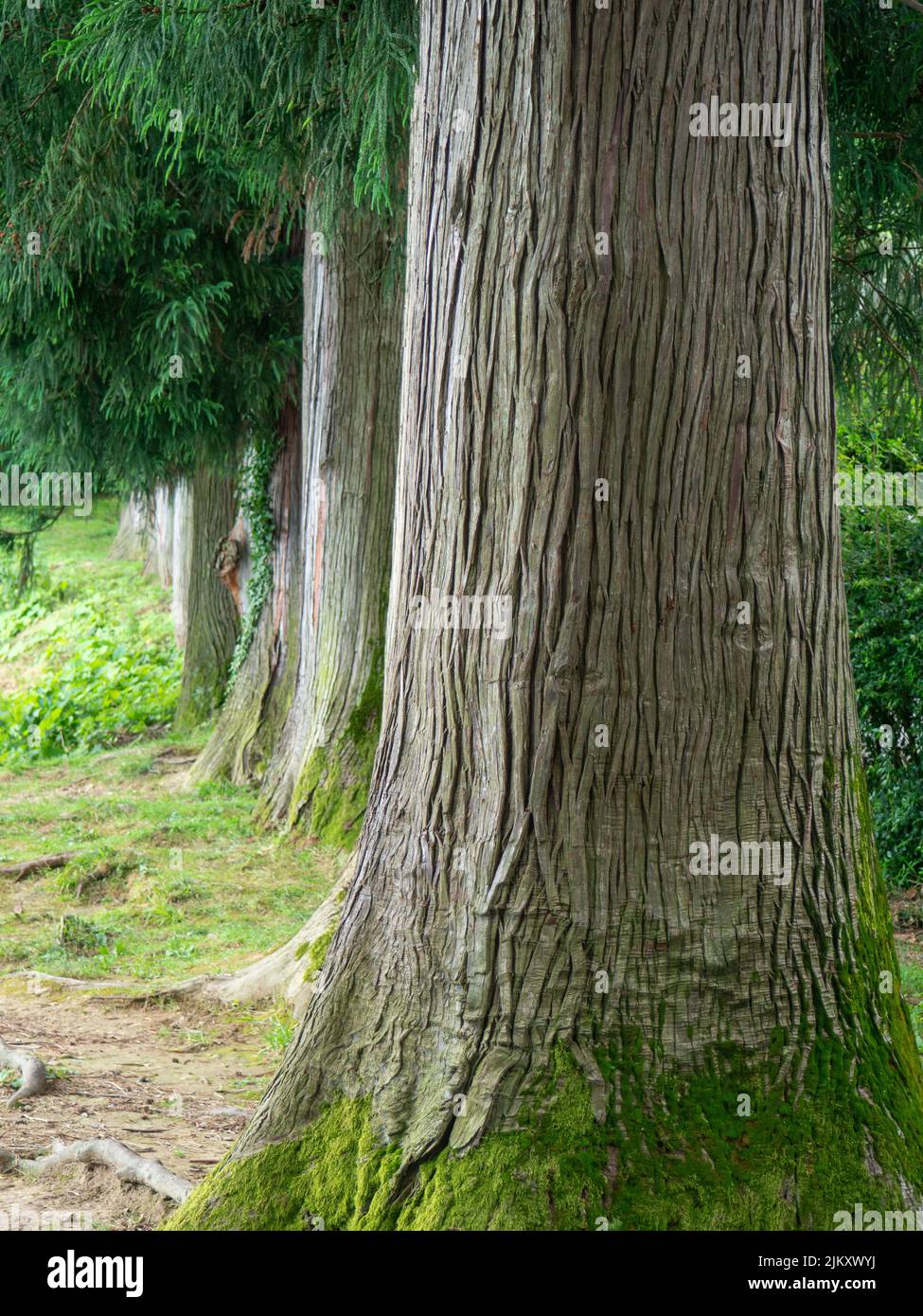Trunks of gigantic trees. In the botanical garden. Old alley. thick ...