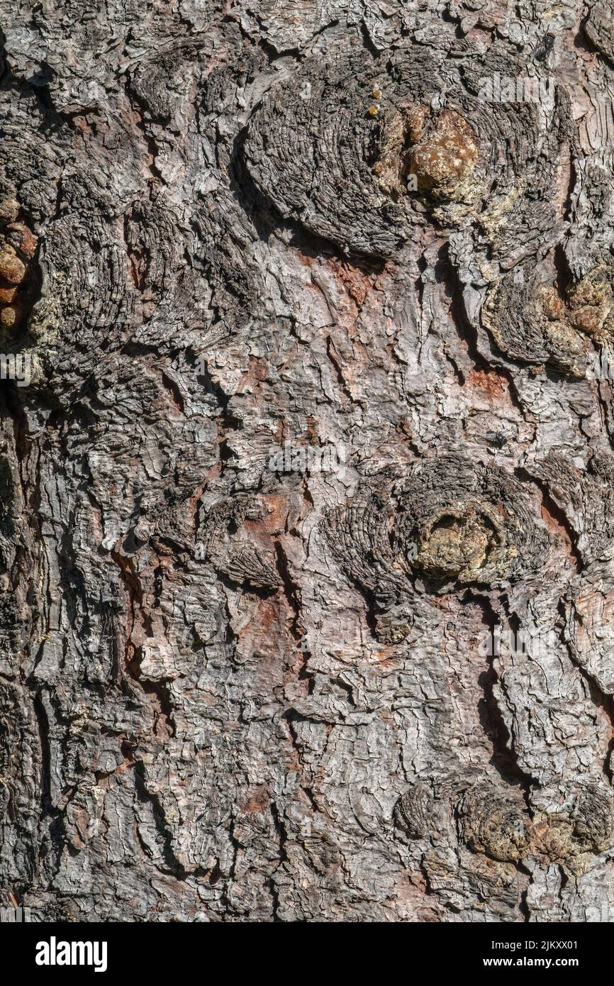 Bark texture and background of a old fir tree trunk. Detailed bark texture Stock Photo - Alamy