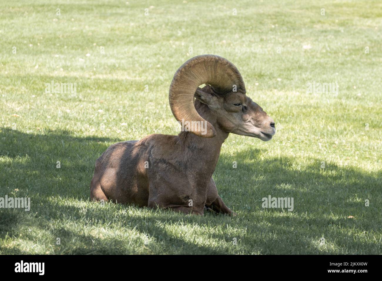 Ram lying down hi-res stock photography and images - Alamy