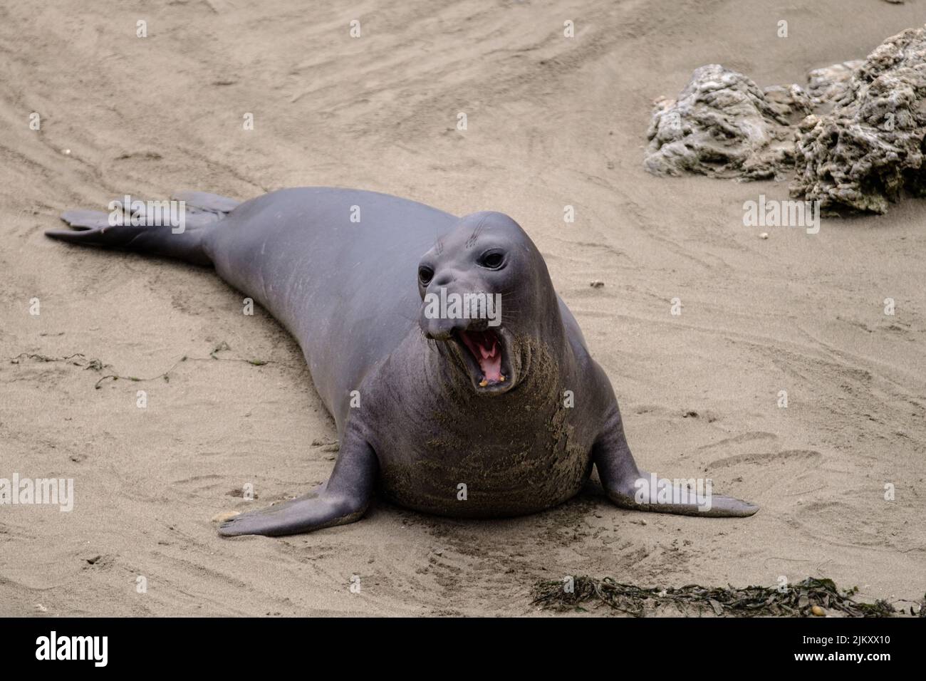 A sleepy yawning seal lying on a wet sand during the daytime Stock ...