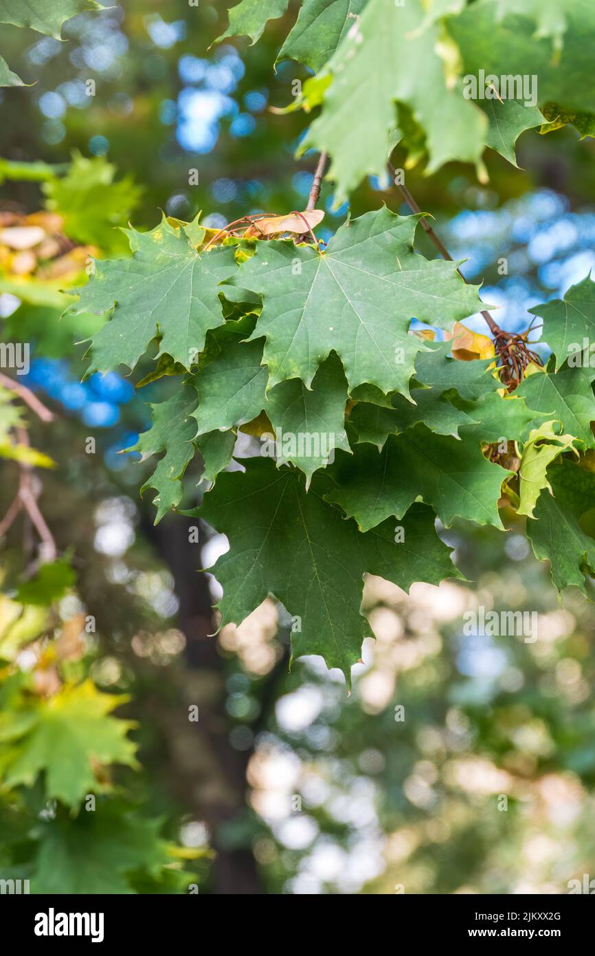 Summer branches of maple tree with fresh green leaves. Summer ...