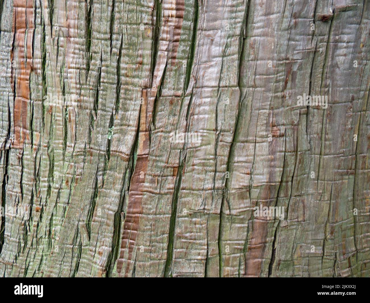 Bark close-up. Wrinkled skin of a tree. Southern tree bark. Protection ...