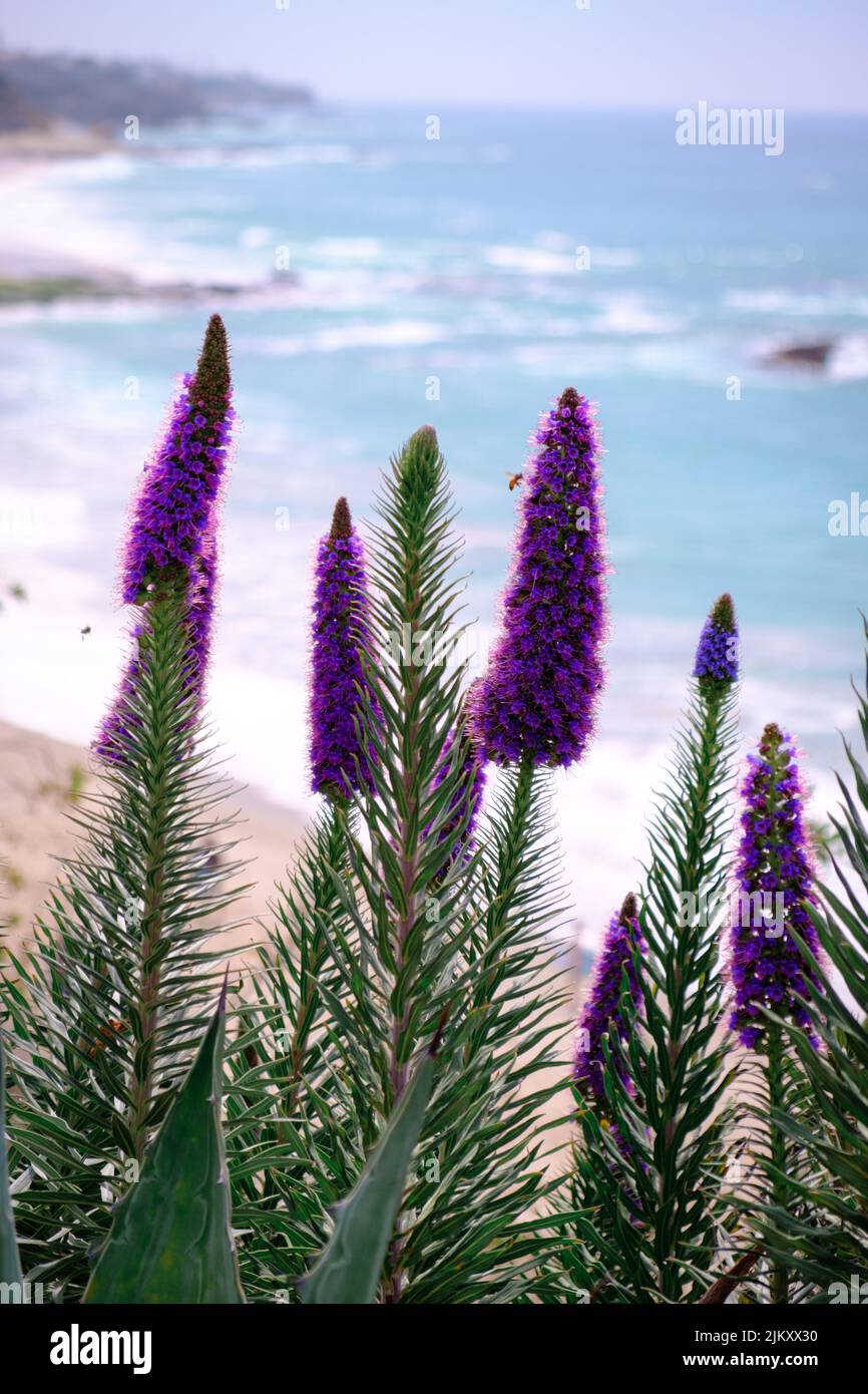 A vertical shot of purple Spiked speedwell (Veronica spicata) at the ...