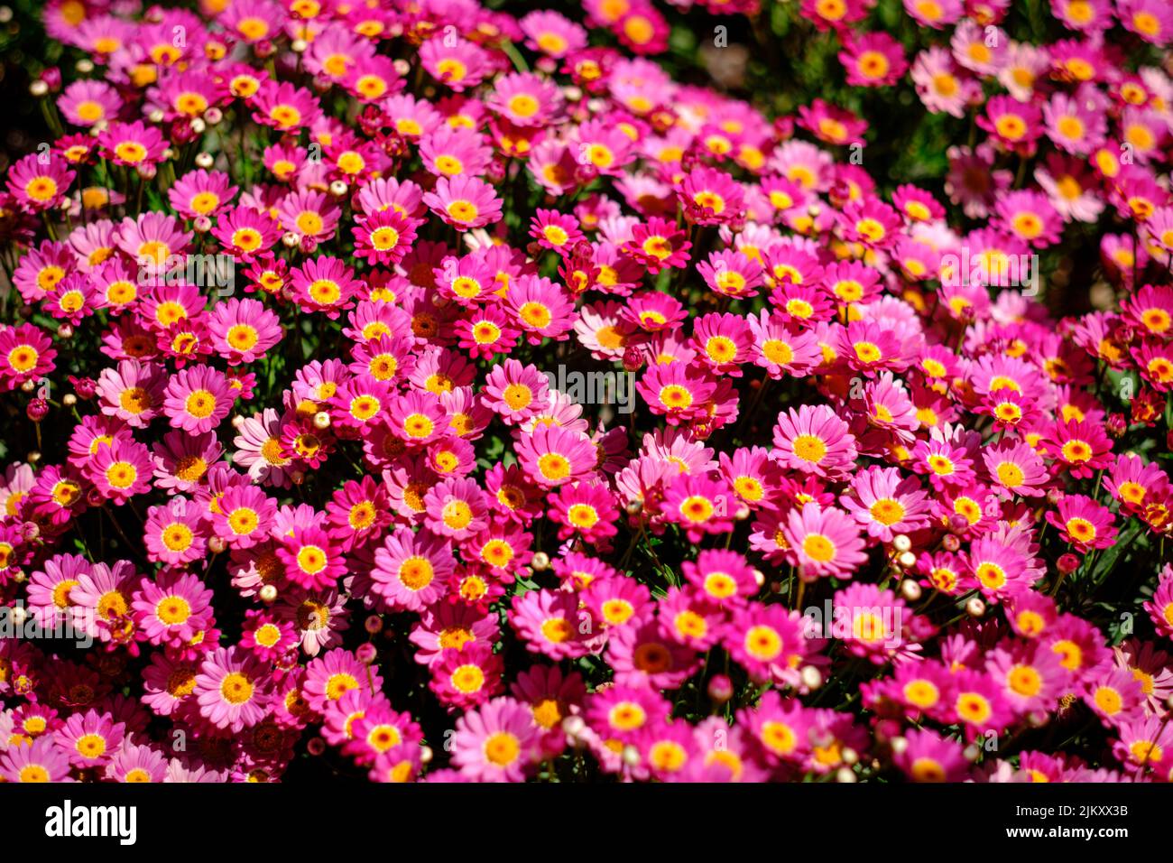 Beautiful pink Marguerite Daisies in the garden under the sunlight ...