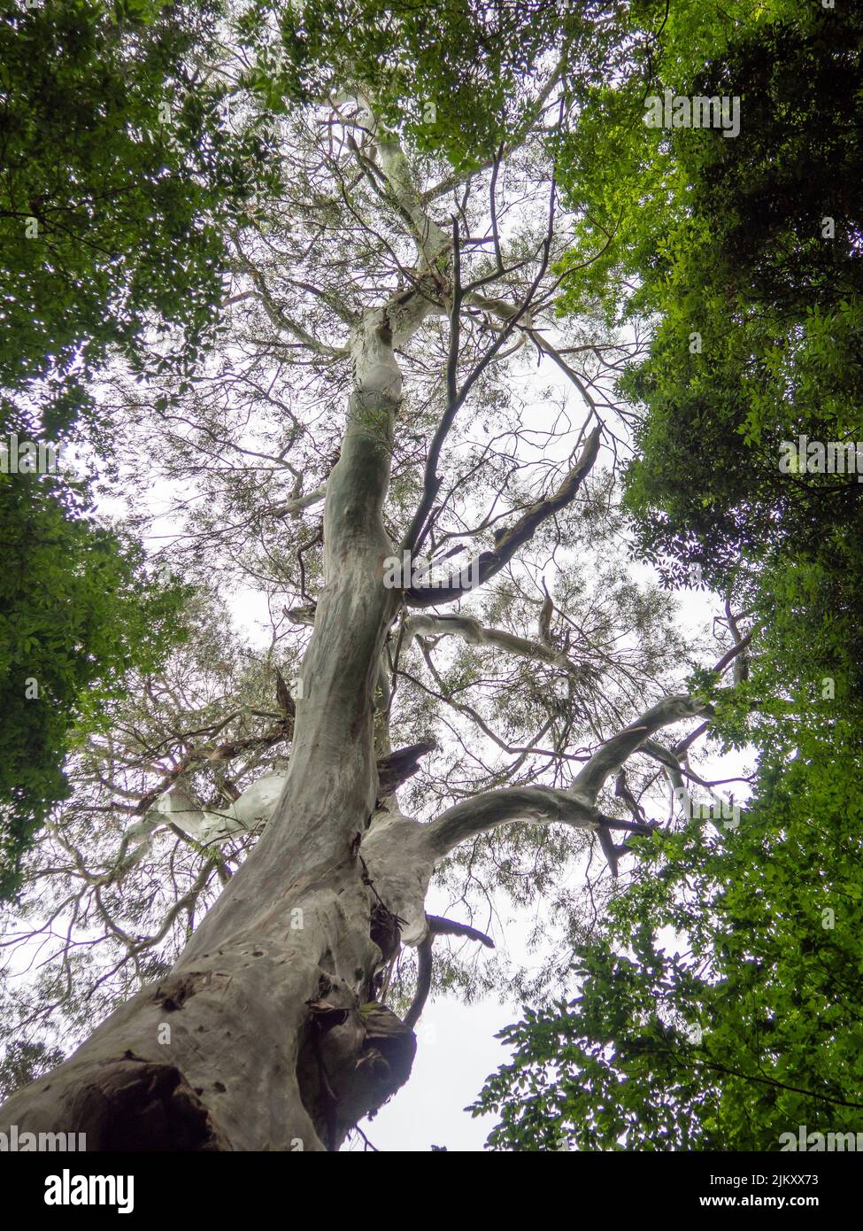Crowns of large trees from bottom to top. Trees against the sky. Rest ...