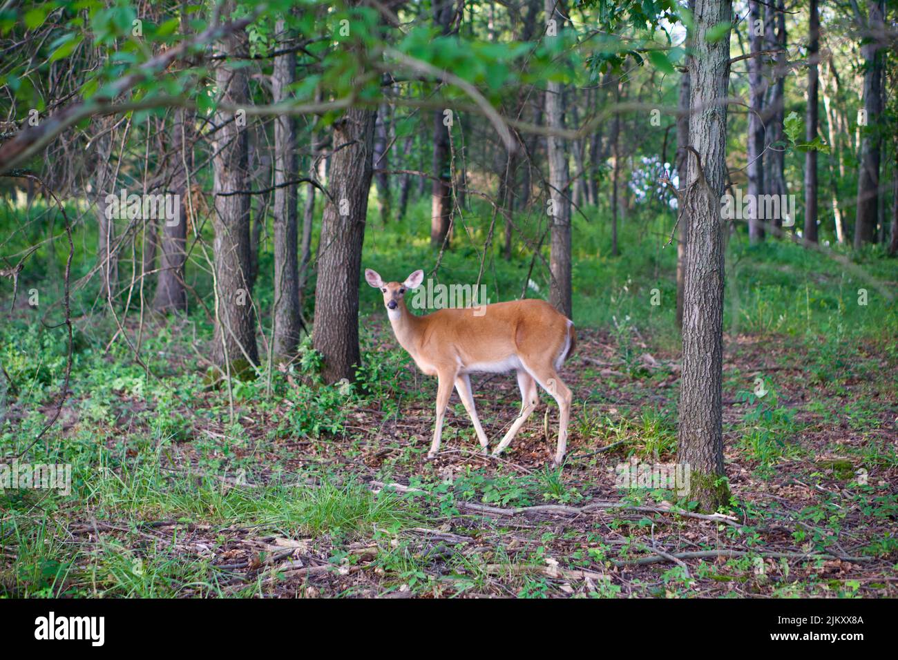 A white-tailed deer in the wilderness Stock Photo - Alamy