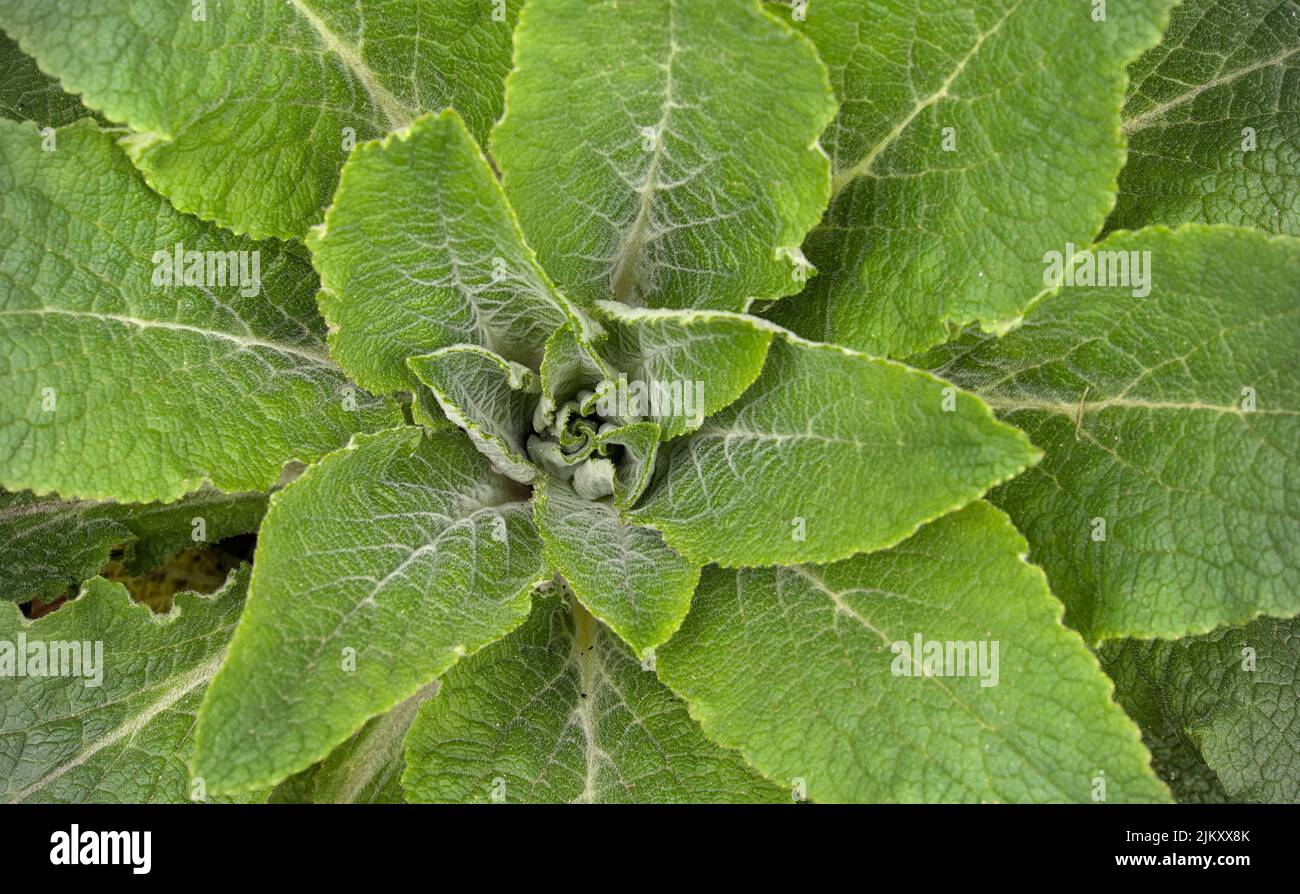 A closeup of green felty mullein or verbascum phlomoides plants in a ...