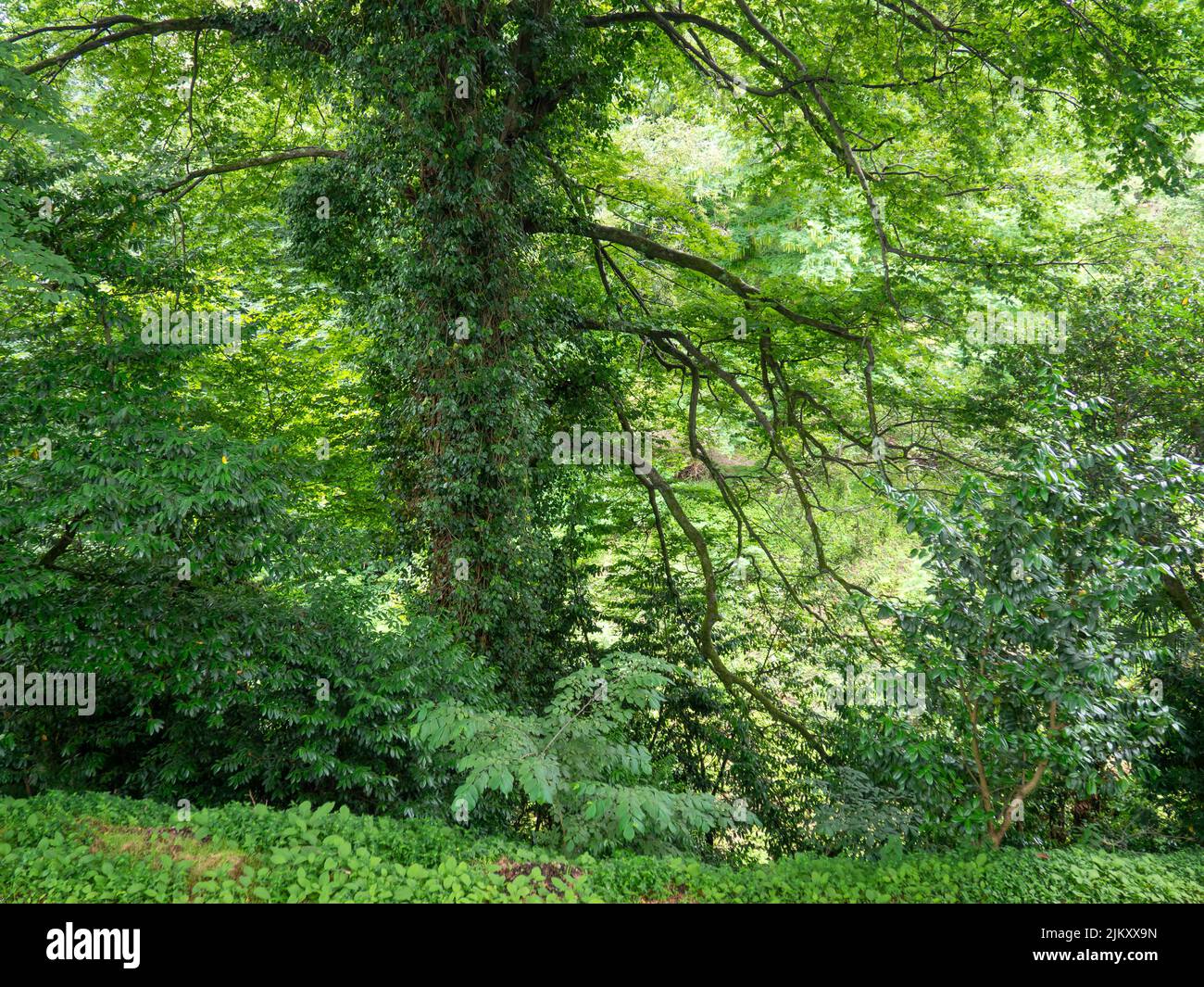 In the botanical garden. Collection of different plants in one place ...