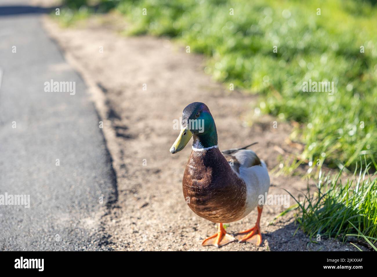A mallard duck walking along a pathway Stock Photo - Alamy