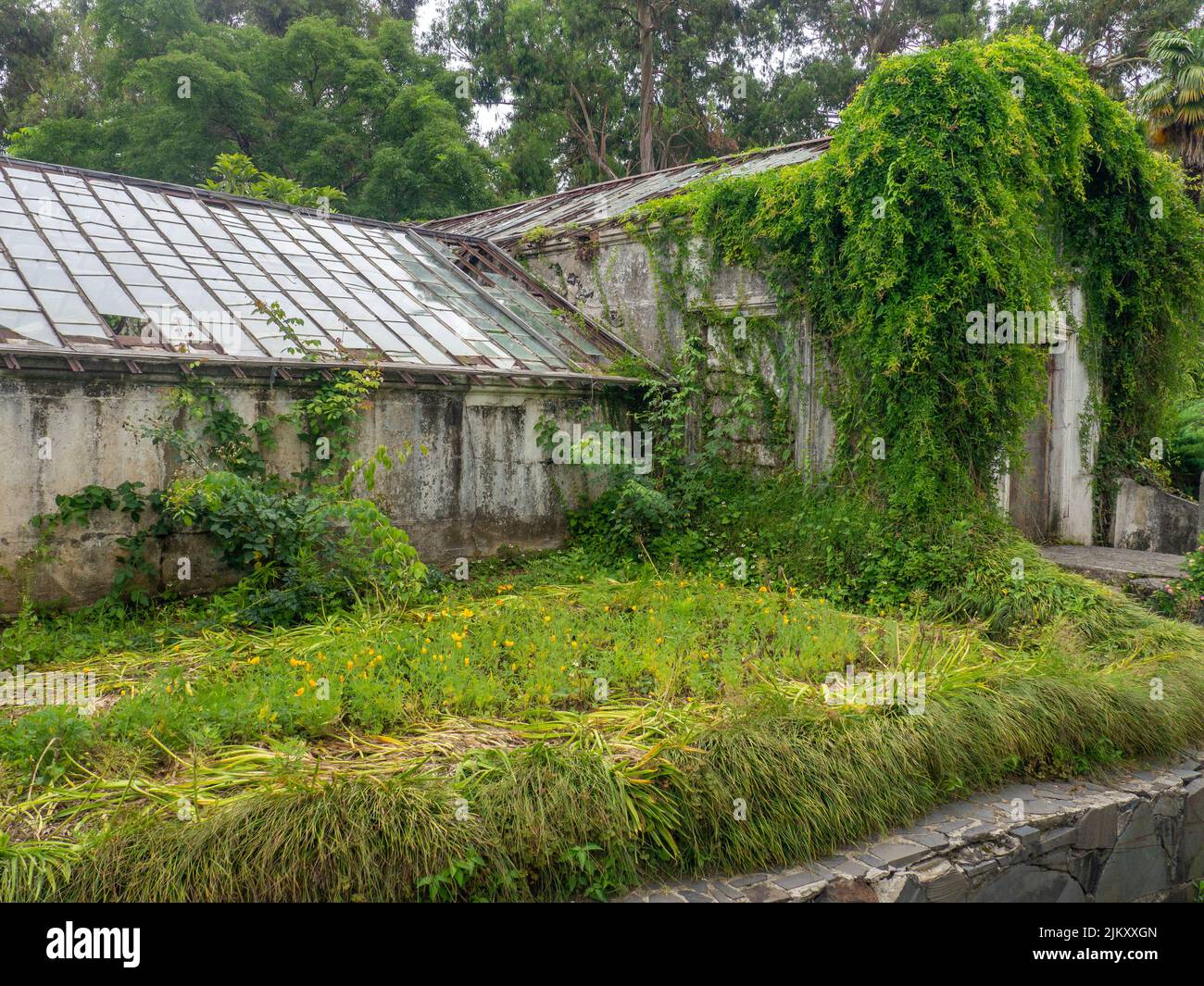 Old building overgrown with ivy. Abandoned building in the forest. Hut ...