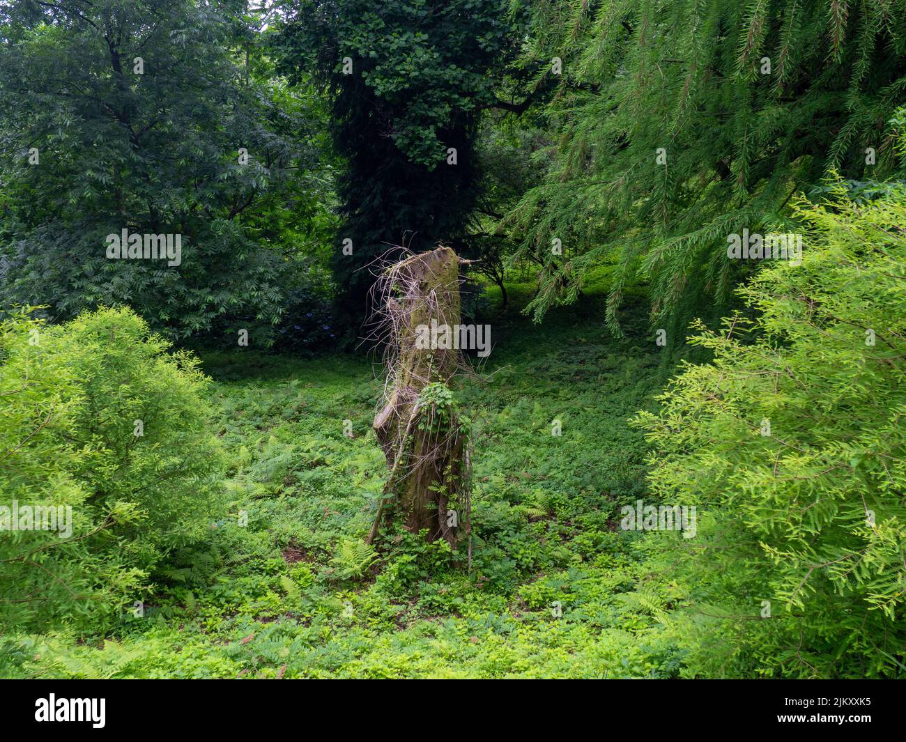 Sawn stem hi-res stock photography and images - Alamy