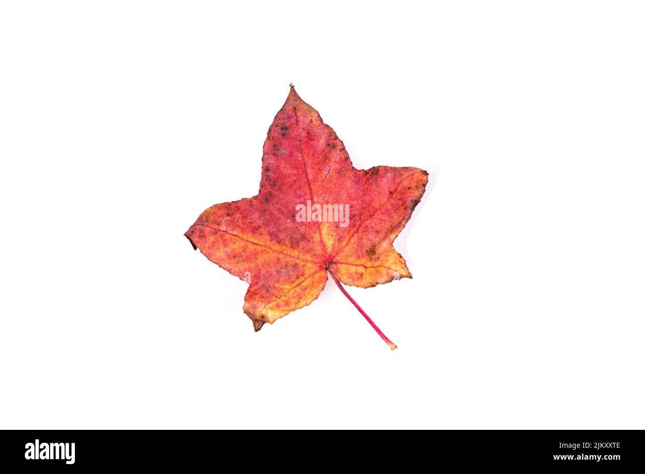 A red maple leaf isolated on a white background Stock Photo - Alamy