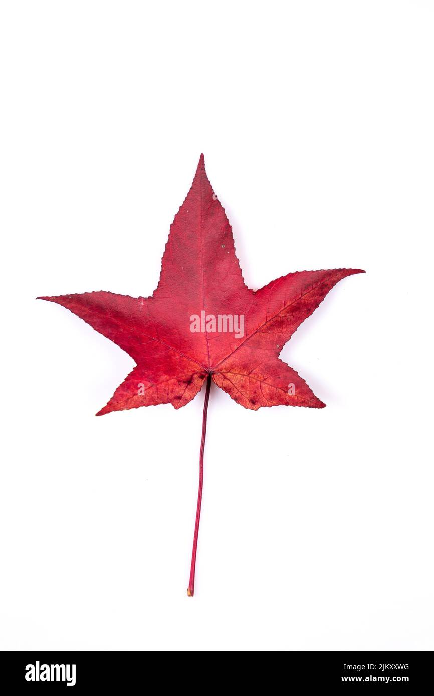 A red maple leaf isolated on a white background Stock Photo - Alamy