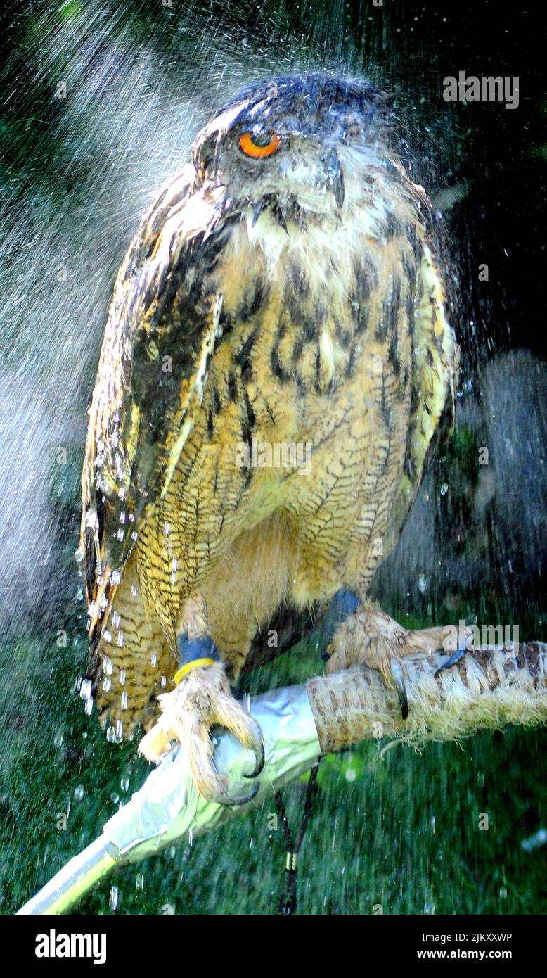 BILLY THE 16 YEAR OLD EAGLE OWL IS KEPT COOL BY HIS OWNER MICK WARRIOR ...