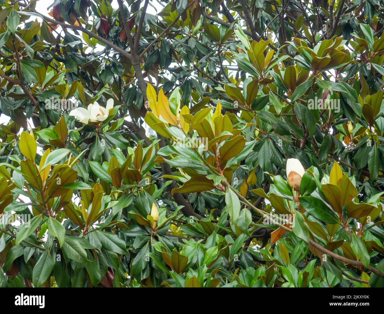 Magnolia leaves. Tree before flowering. The tree is blooming. Dense ...