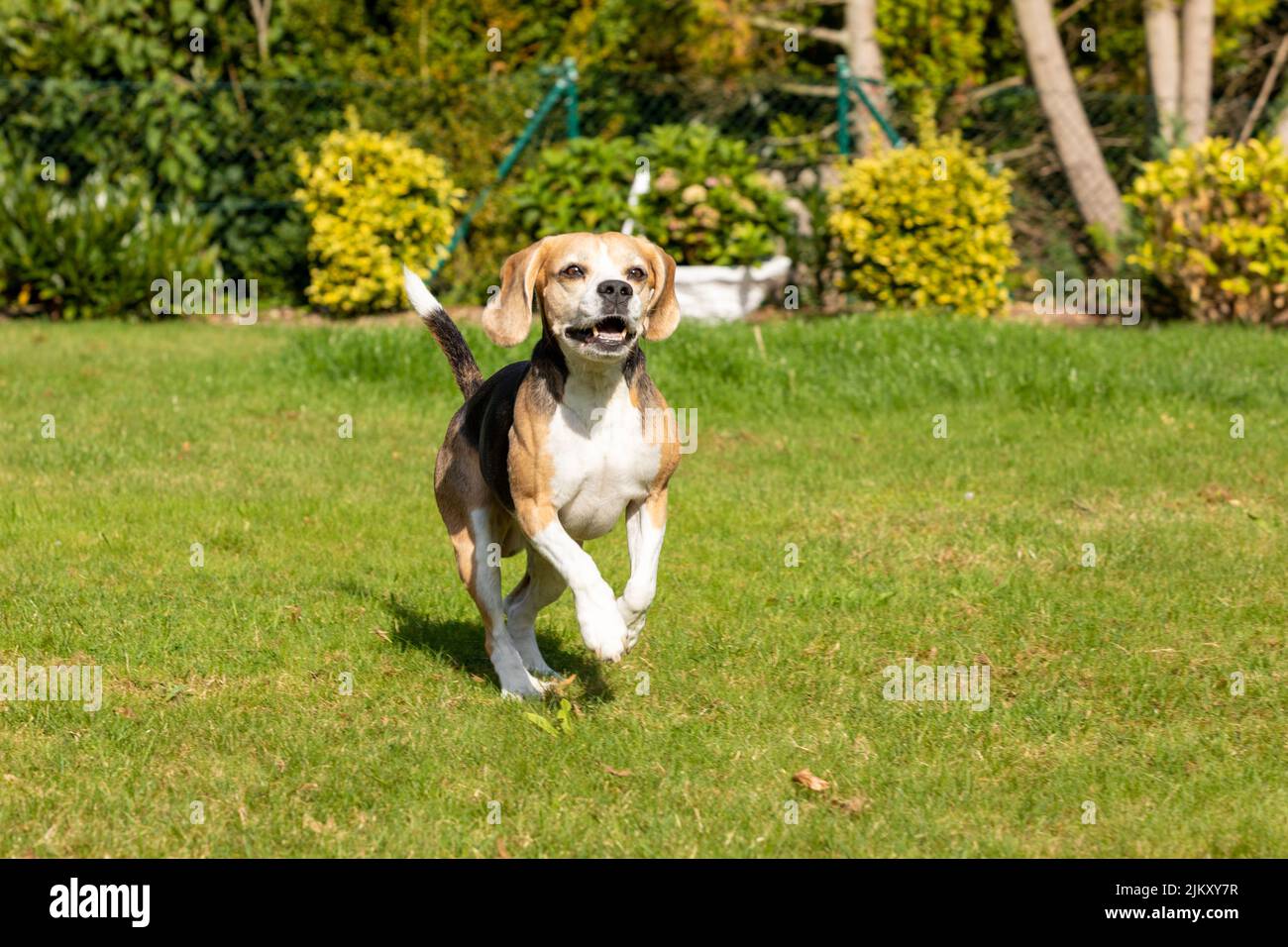 beagle running in the garden Stock Photo - Alamy
