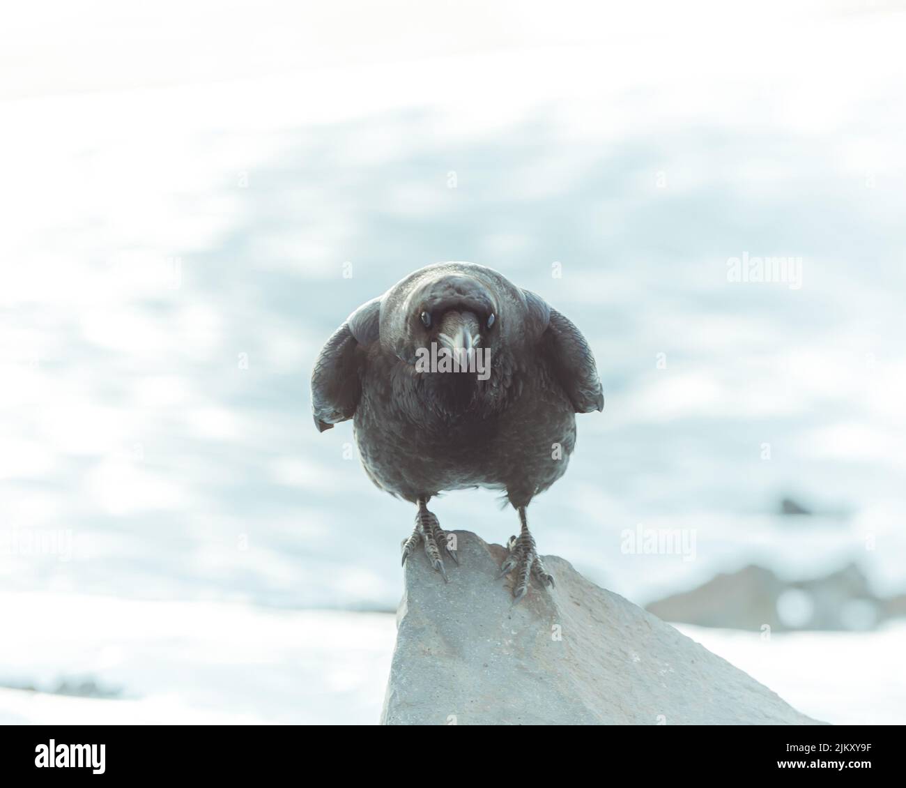 Raven snow hi-res stock photography and images - Alamy