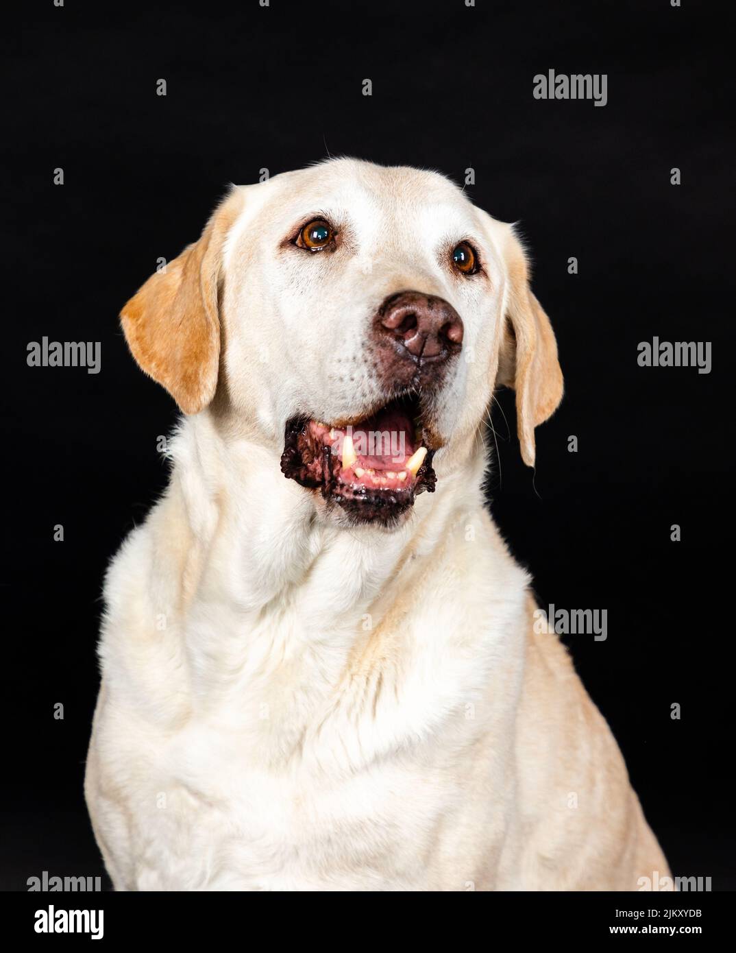 Black and brown dogs hi-res stock photography and images - Alamy