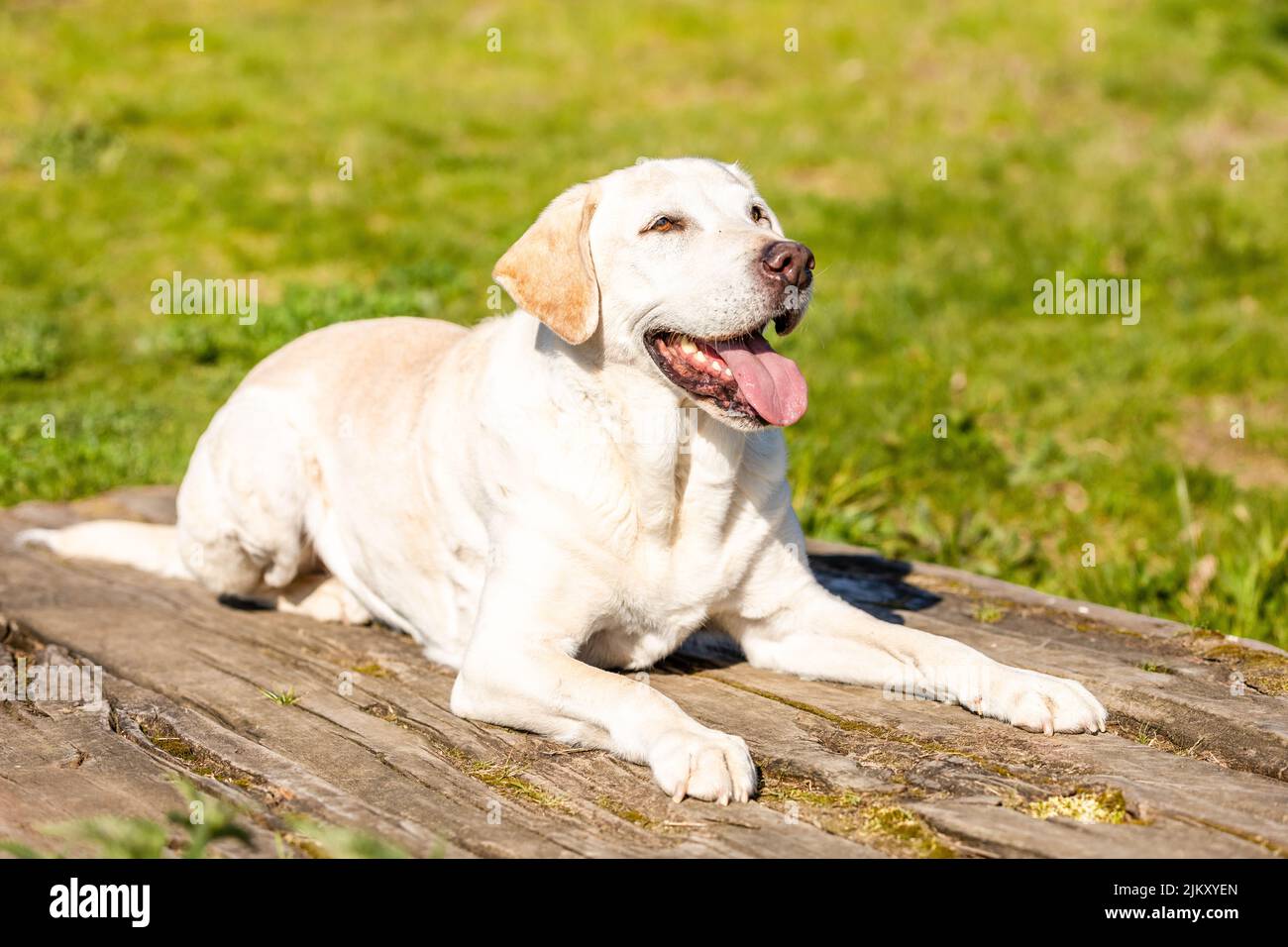Labrador is lying on wood with green grass background Stock Photo - Alamy