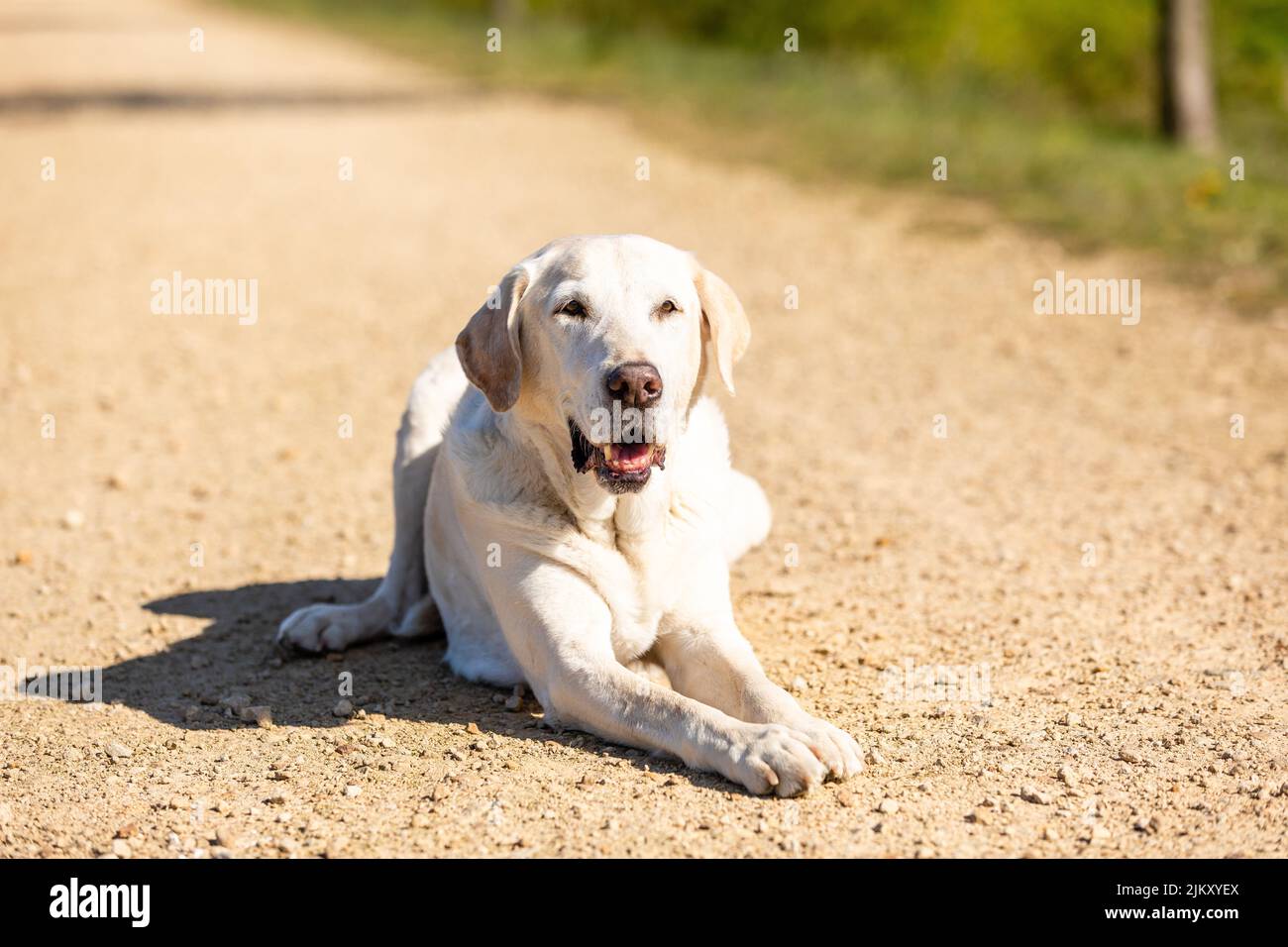 Labrador sand hi-res stock photography and images - Alamy