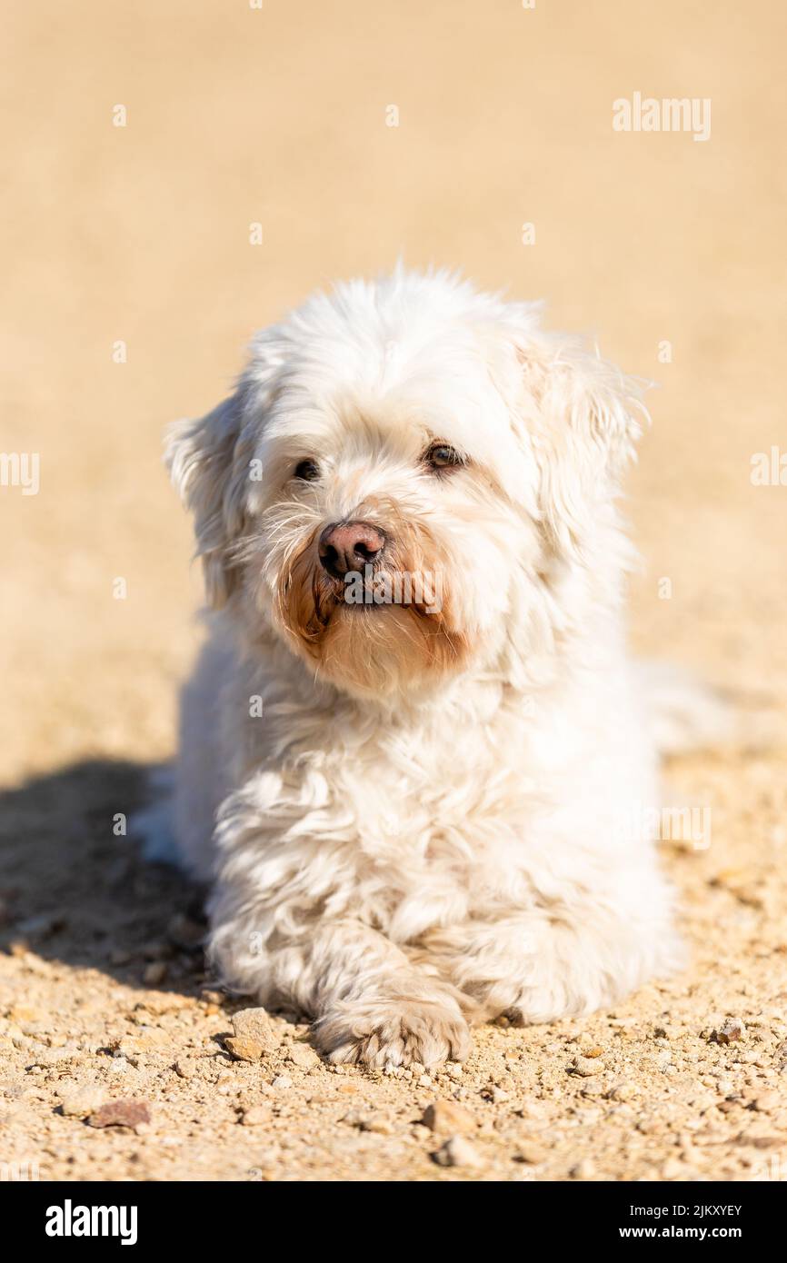 Coton de Tulear dog lying outdoors in the sun Stock Photo - Alamy