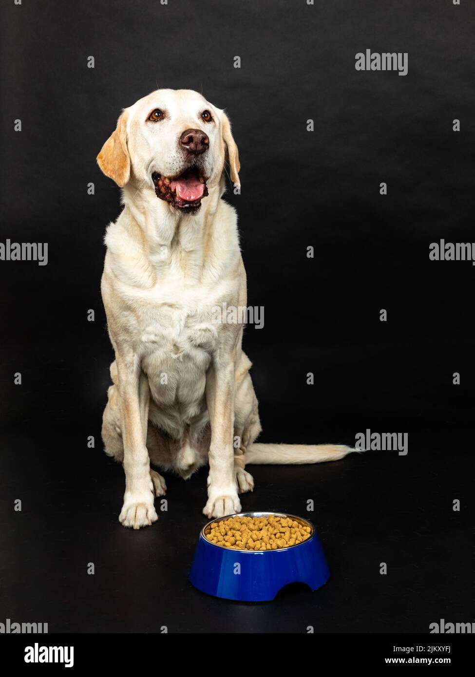 brown labrador dog with a food dish in a studio with black background ...