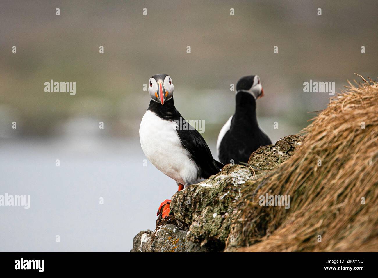 A beautiful vibrant picture of Atlantic Puffins on cliffs Stock Photo ...