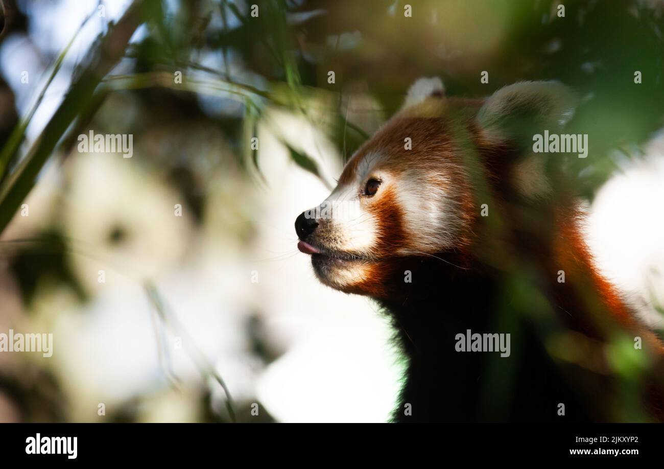 Face of red panda hiding in branches Stock Photo - Alamy