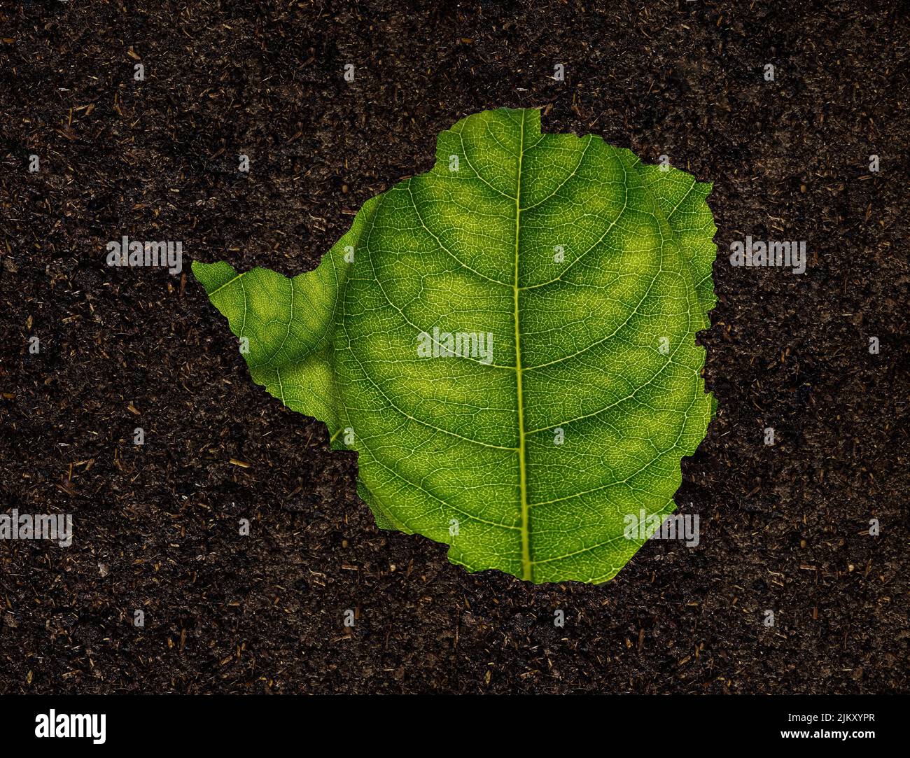 Zimbabwe map made of green leaves on soil background ecology concept ...