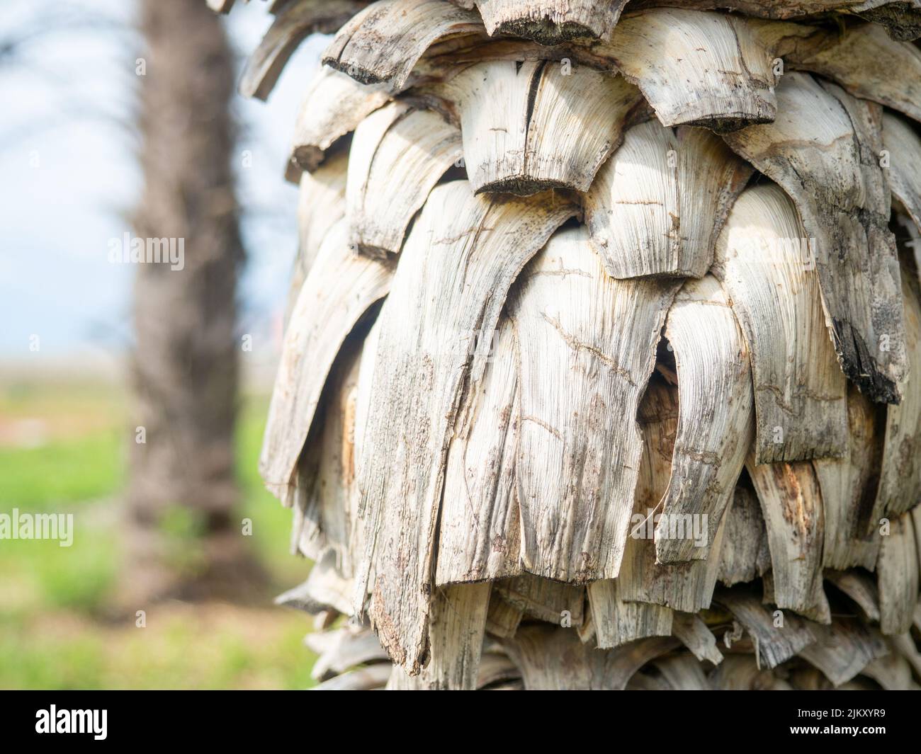Dried palm leaves hi-res stock photography and images - Alamy