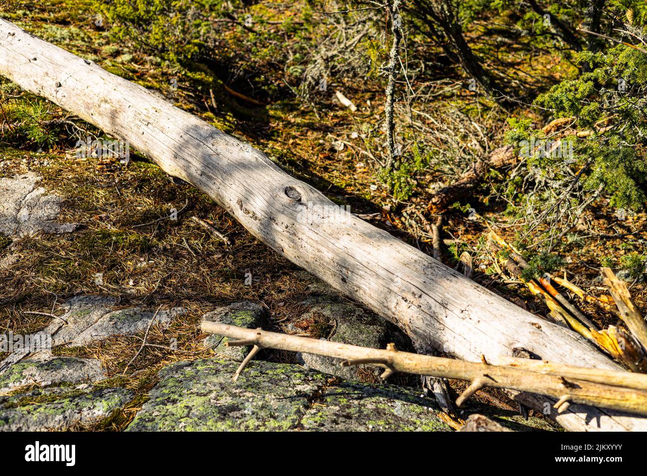 Dead trunk of a pine tree on moss composited diagonally in the frame ...