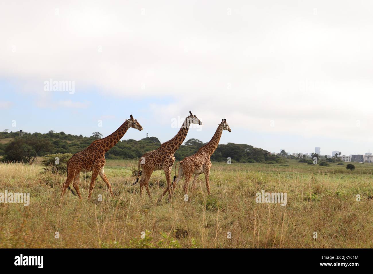 Safari nairobi national park hi-res stock photography and images - Alamy