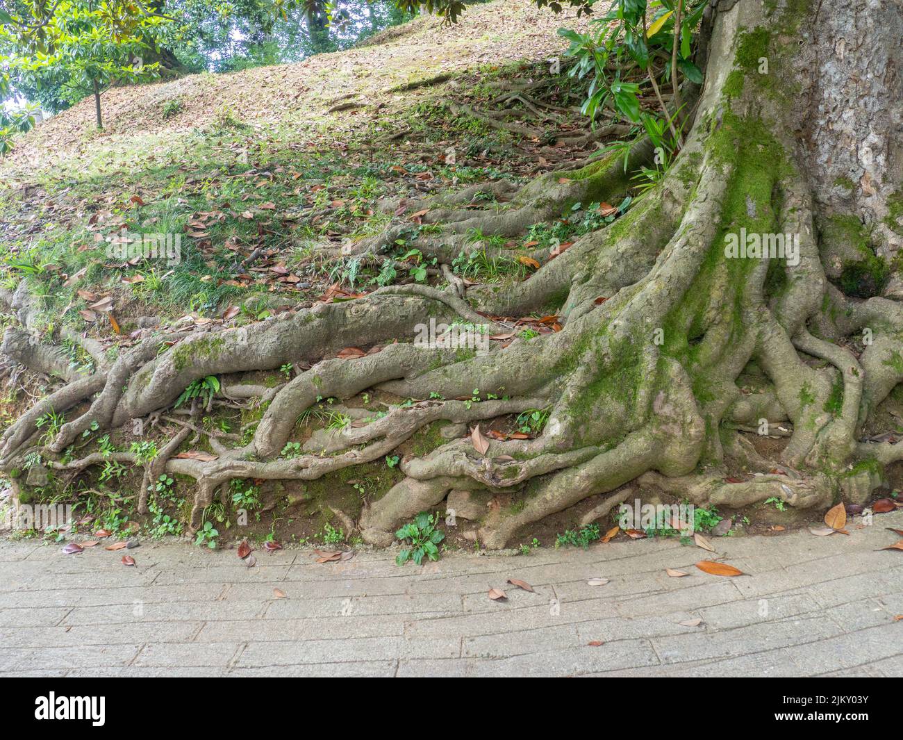 A huge old tree with intertwining roots. Powerful root system. Root ...