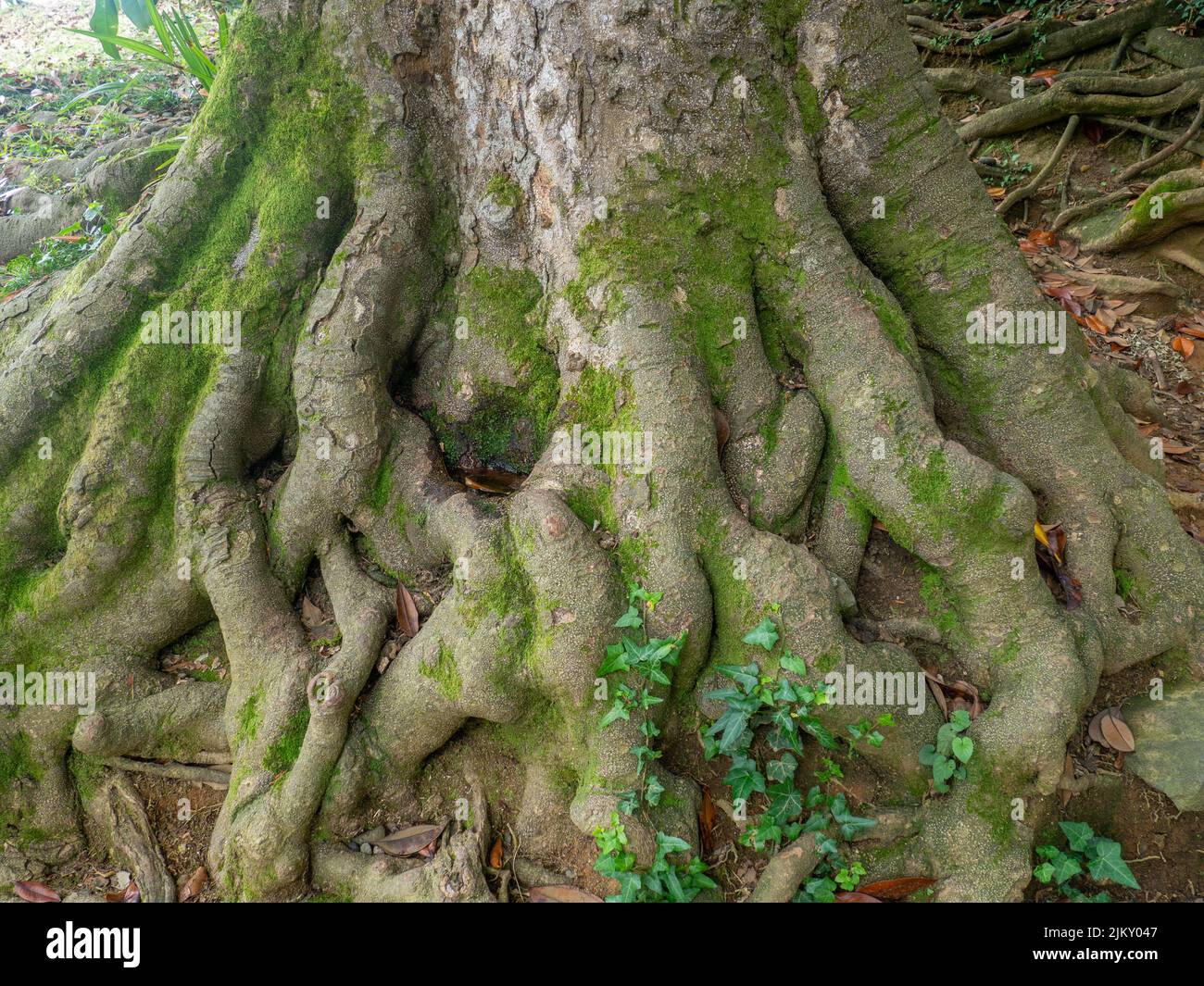 A huge old tree with intertwining roots. Powerful root system. Root ...