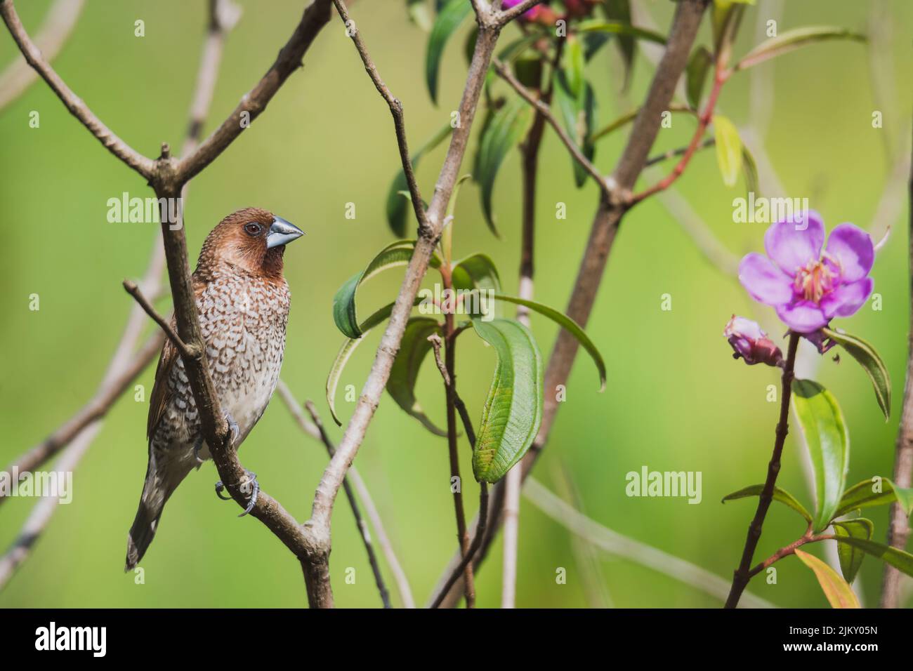 Scaly flower hi-res stock photography and images - Alamy