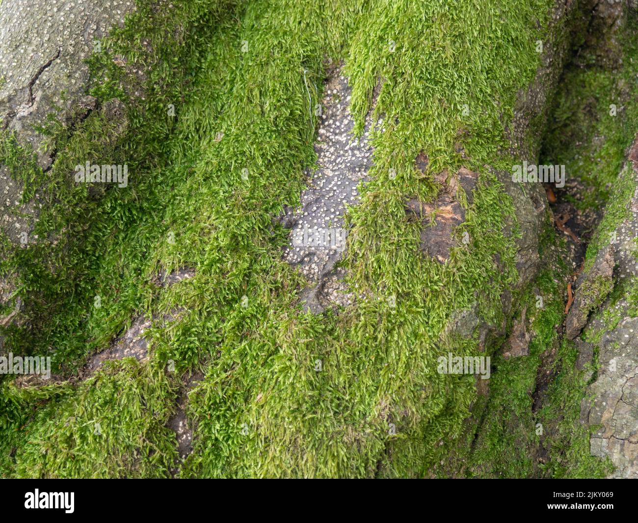Tree bark in moss. Direction indicator. Powerful root system. Root ...