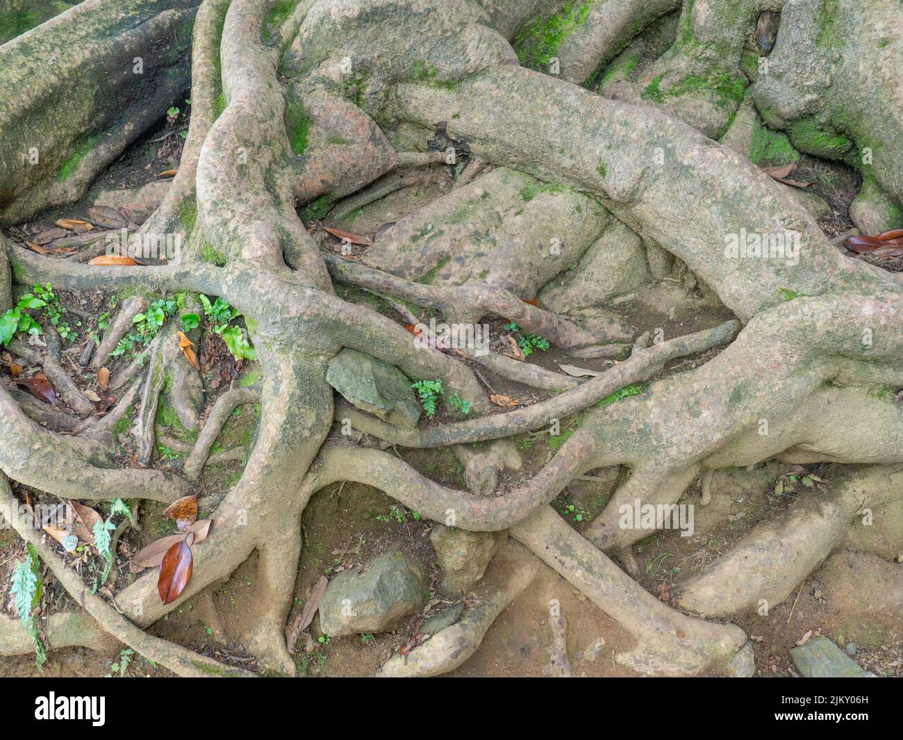 A huge old tree with intertwining roots. Powerful root system. Root ...