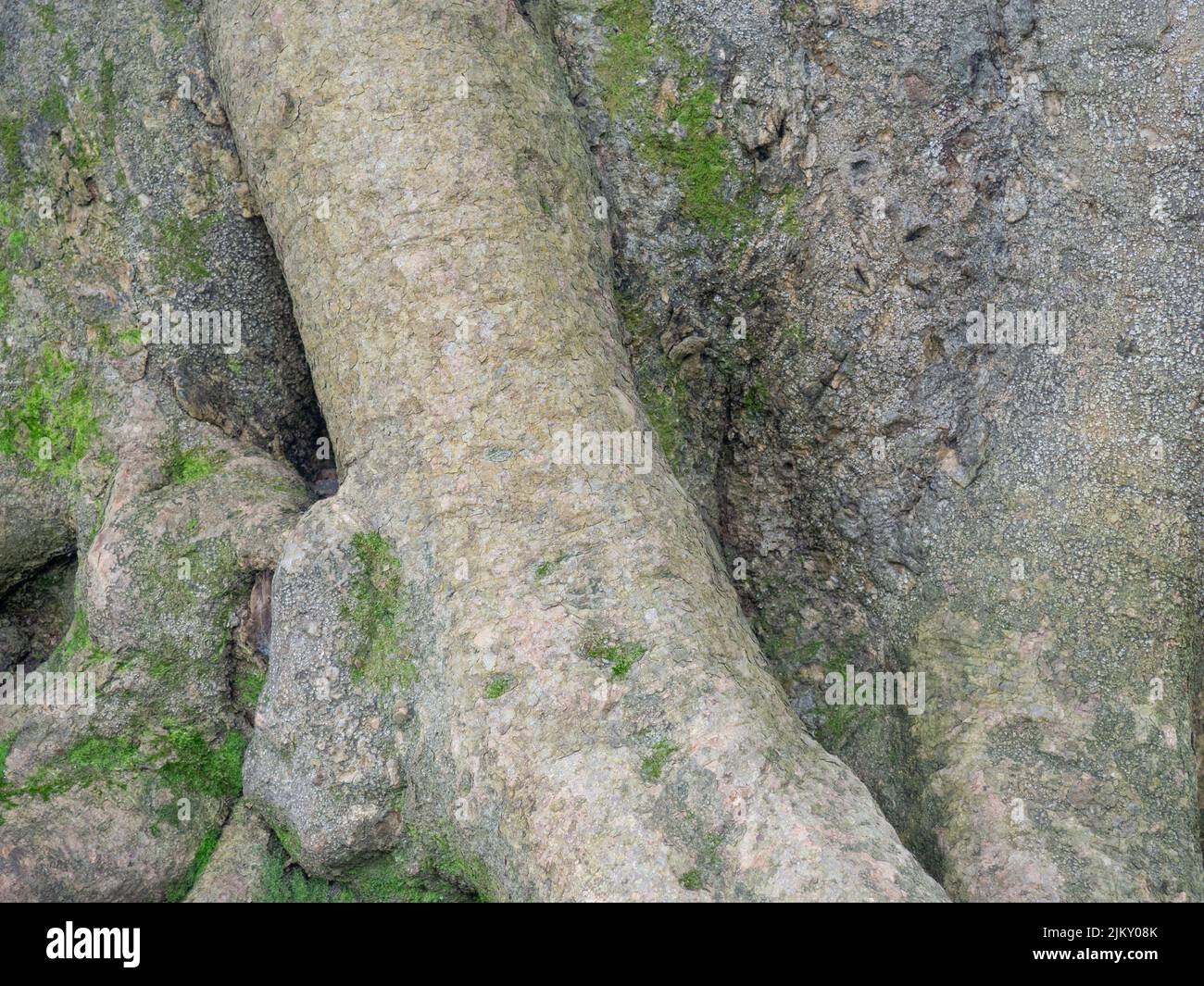A huge old tree with intertwining roots. Powerful root system. Root ...