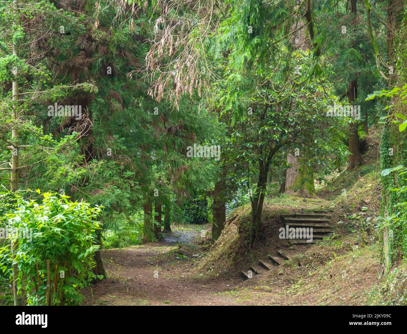 In the botanical garden. Collection of different plants in one place ...