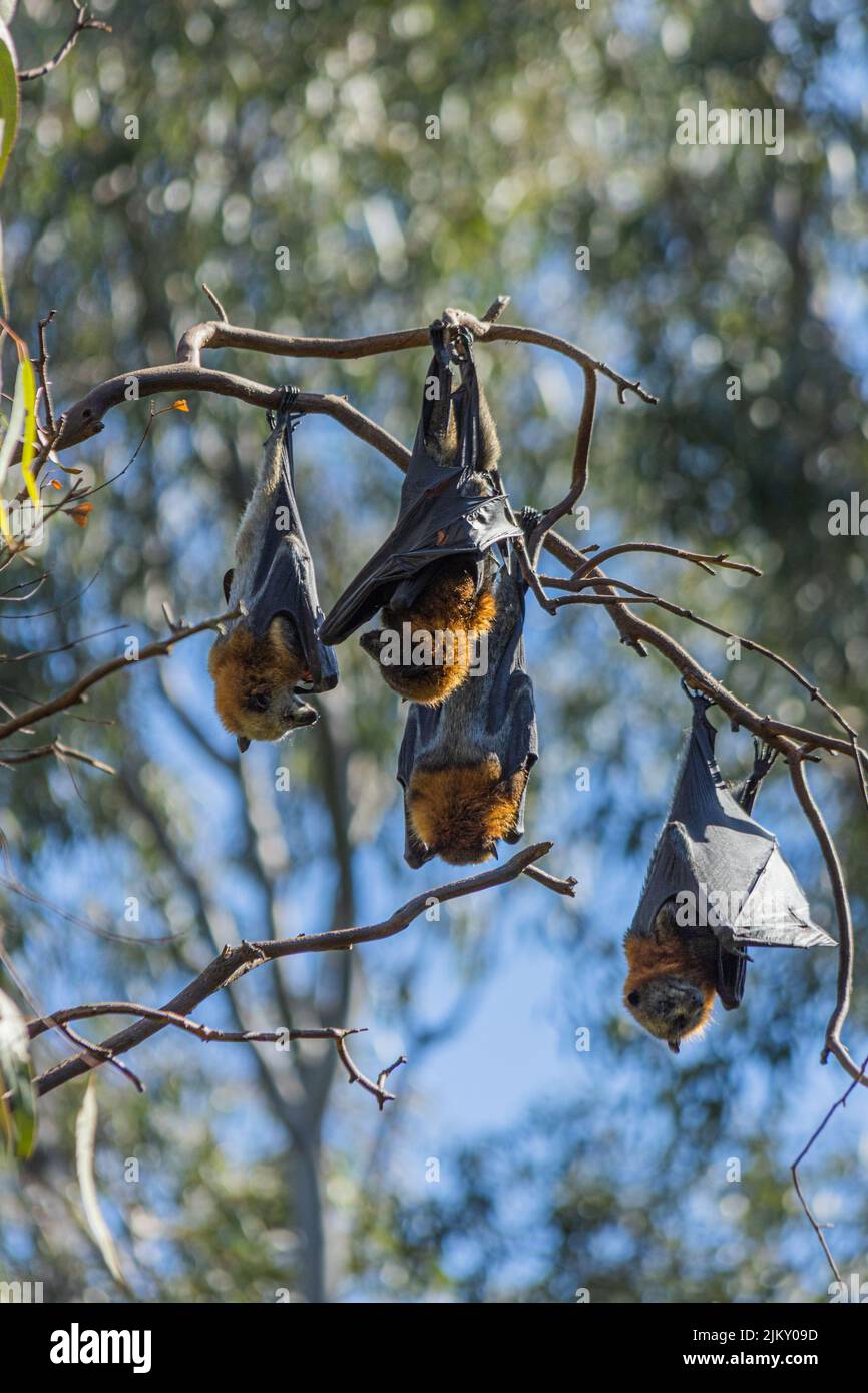 Perched bats hi-res stock photography and images - Alamy