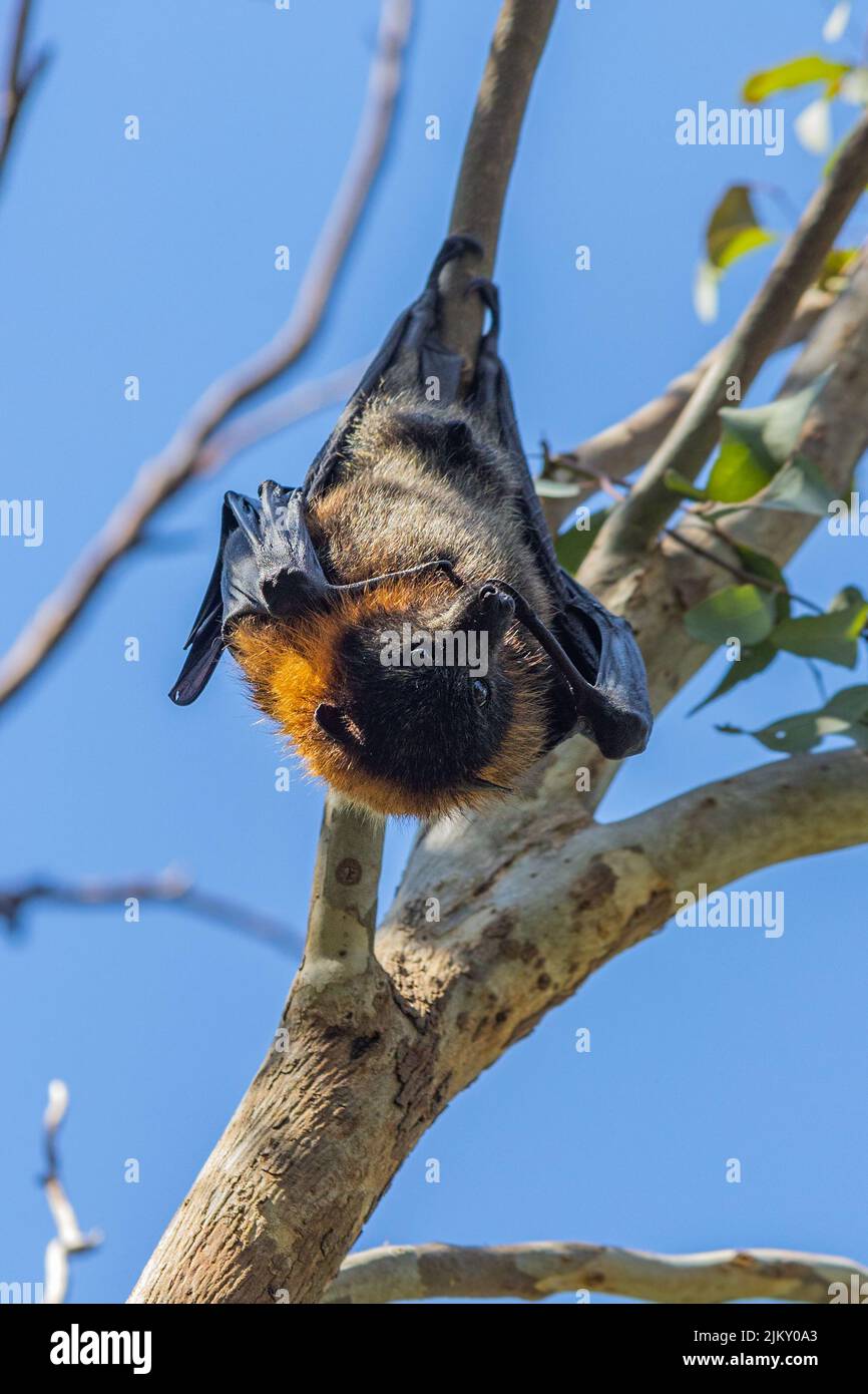 A fruit bat hanging on a tree twig on a sunny in summer Stock Photo - Alamy