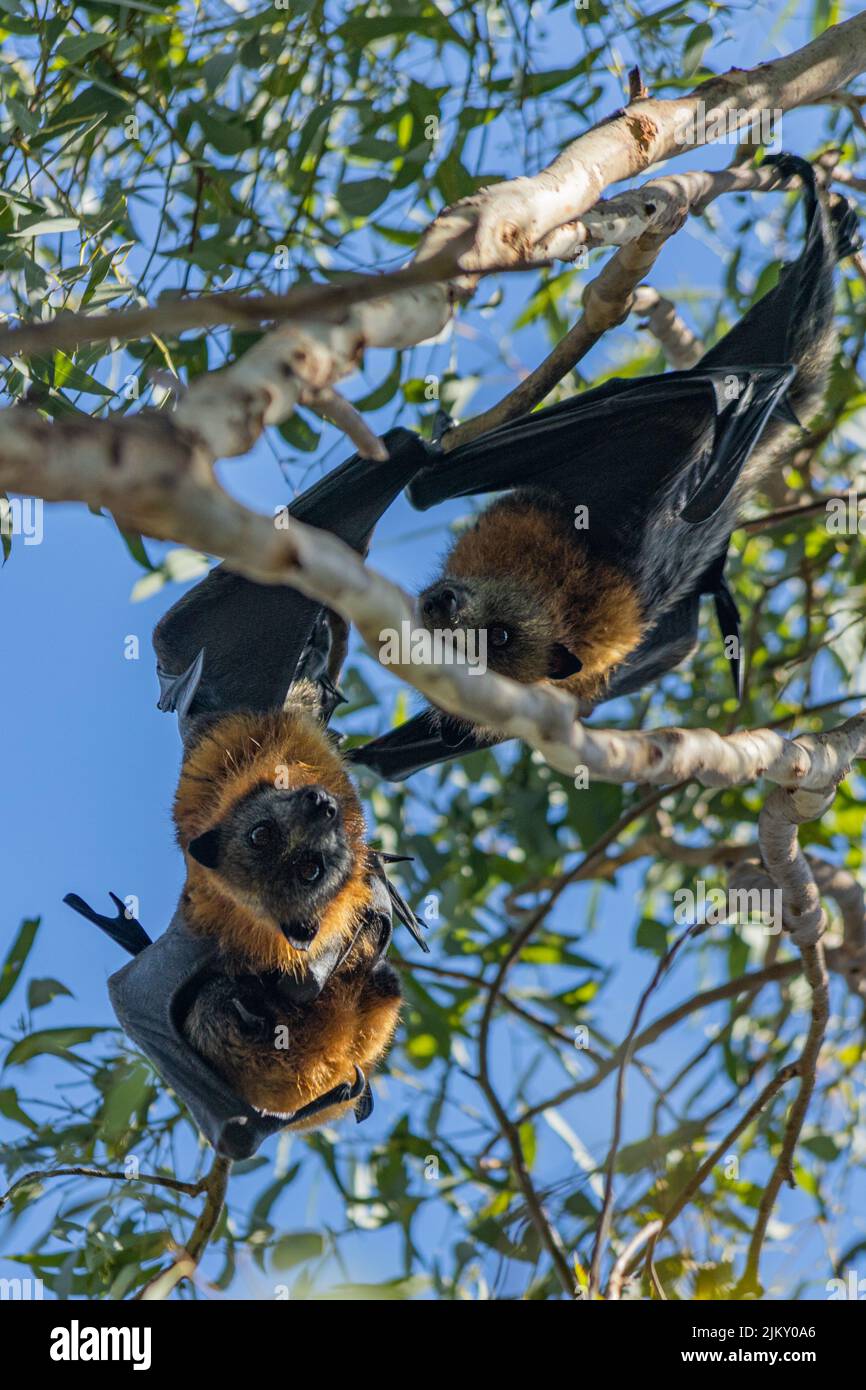 Perched bats hi-res stock photography and images - Alamy