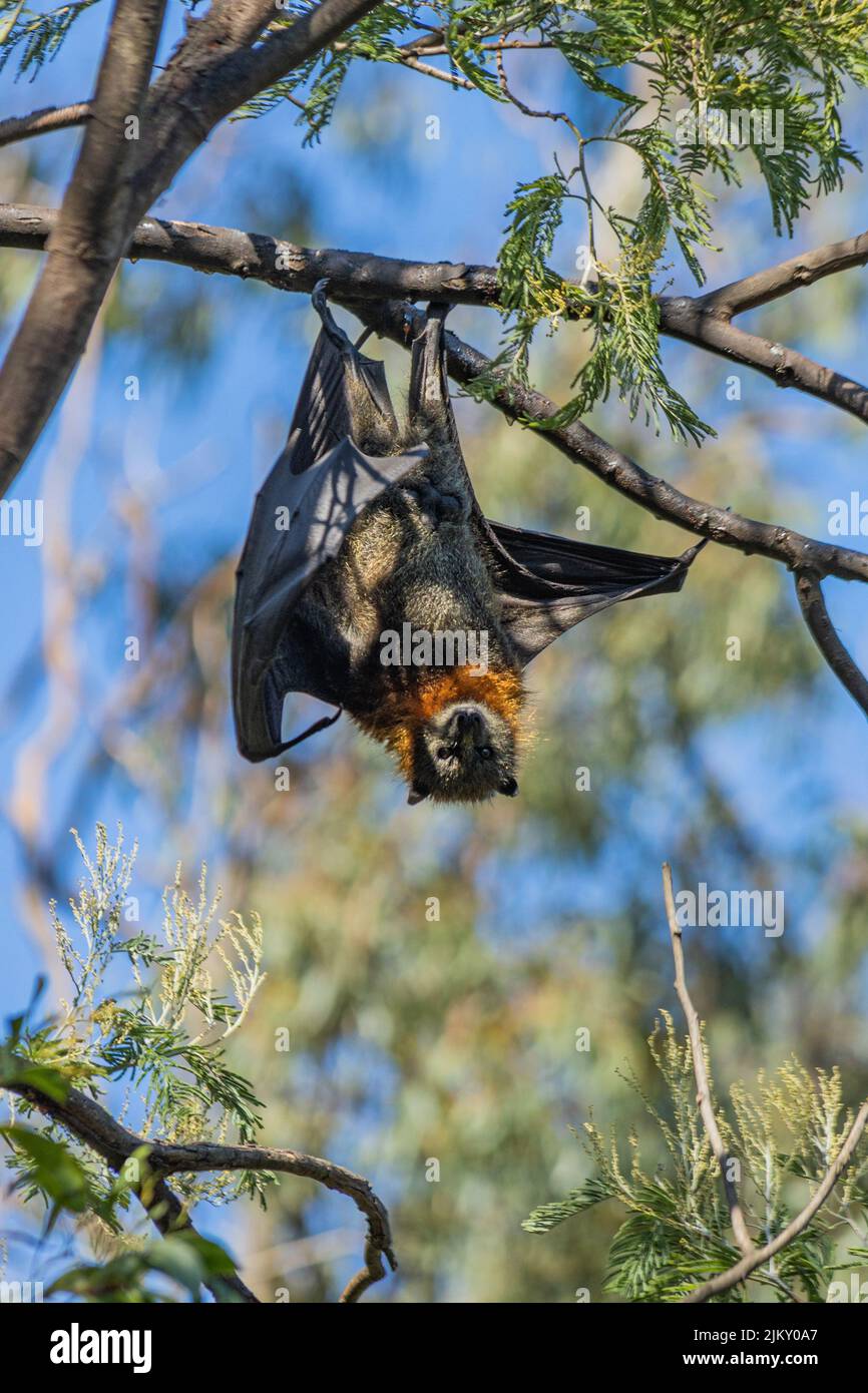 A fruit bat hanging on a tree twig on a sunny in summer Stock Photo - Alamy