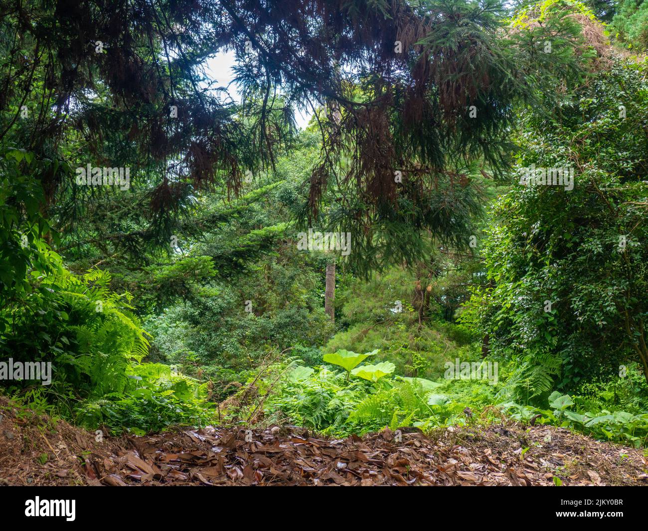 In the botanical garden. Collection of different plants in one place ...